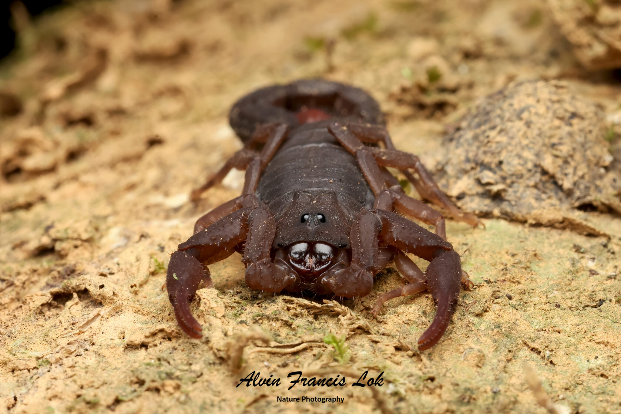 Scorpiones (Scorpions) - Biodiversity (Singapore)