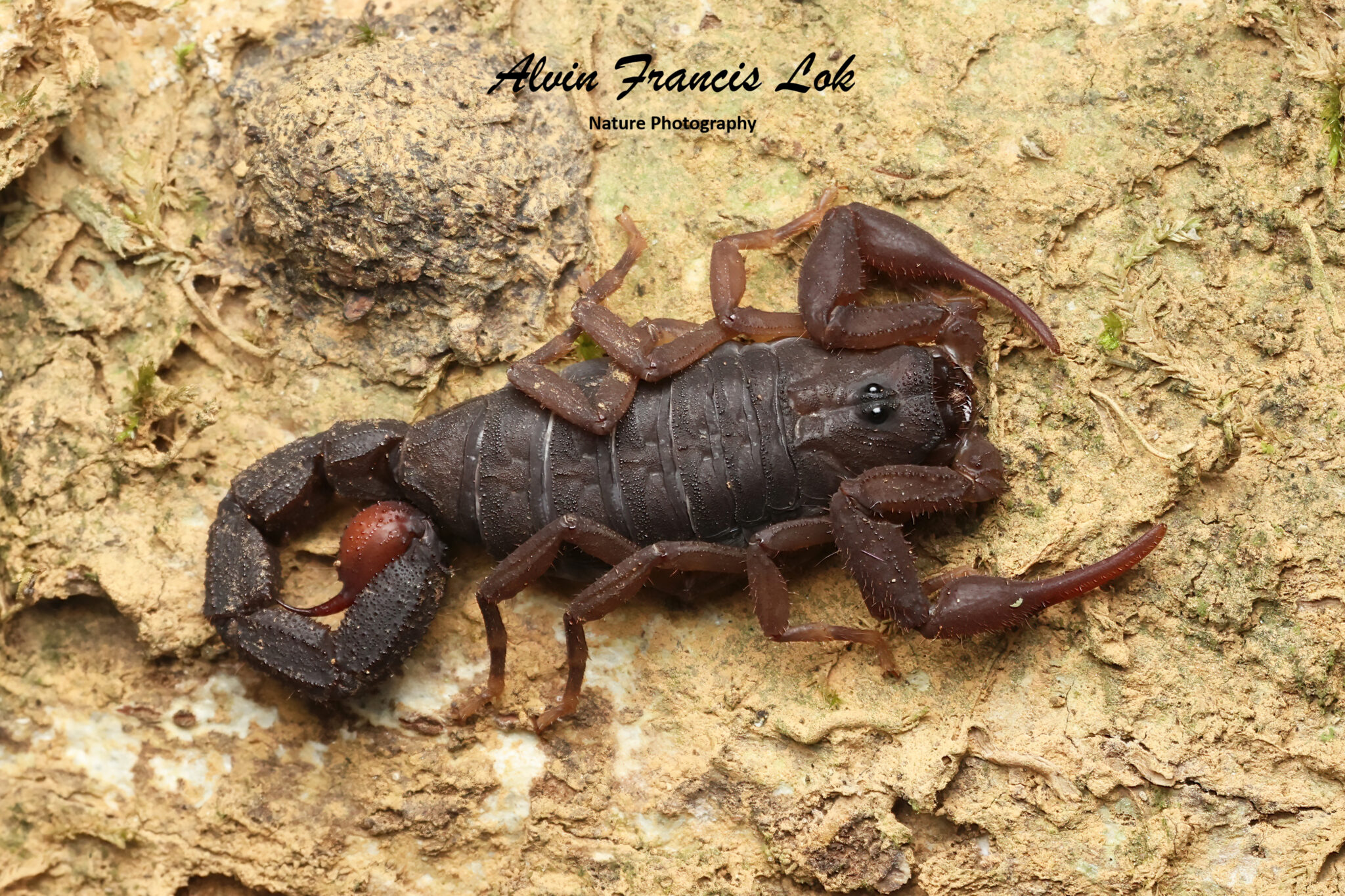 Scorpiones (Scorpions) - Biodiversity (Singapore)