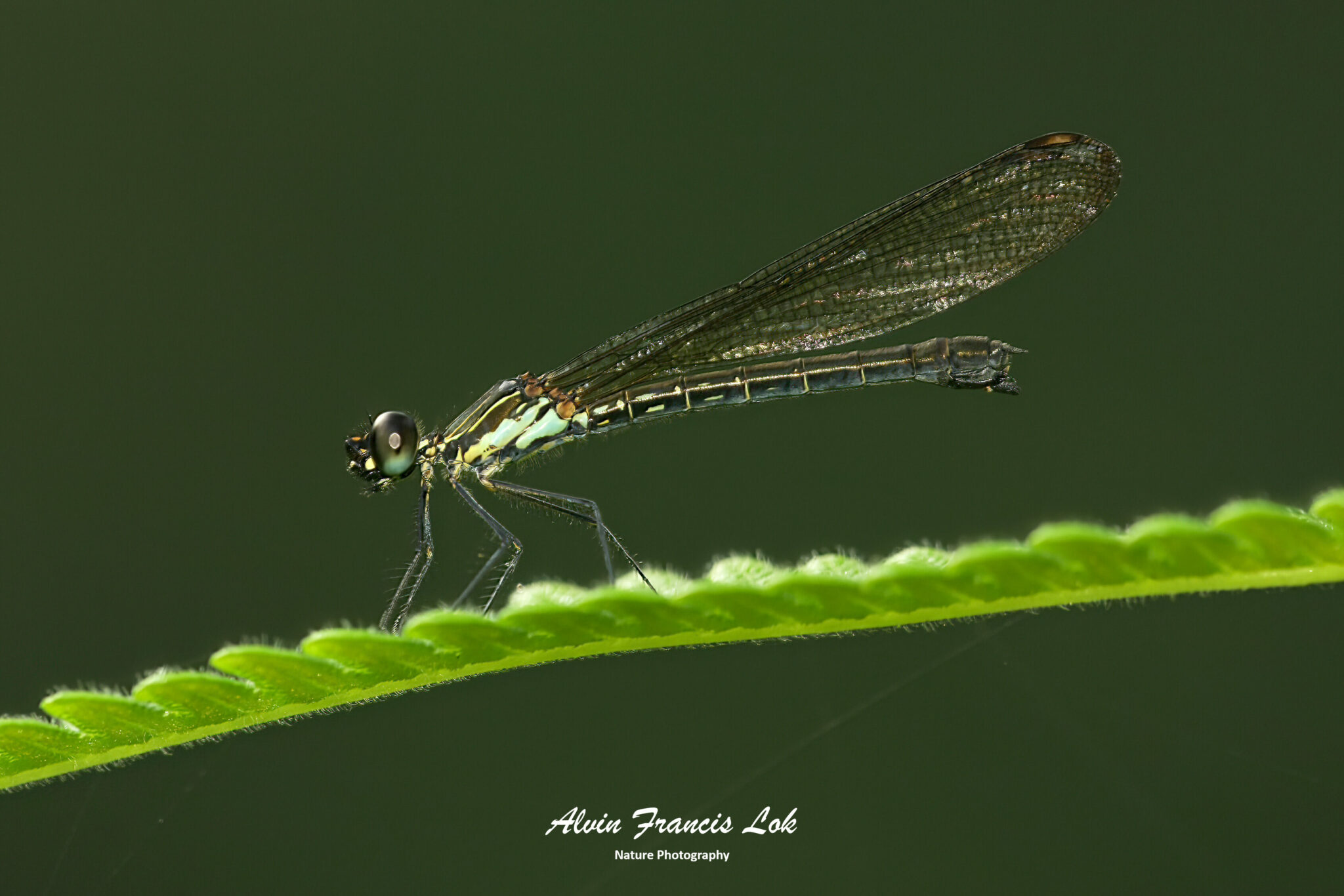 Odonata (Dragonflies & Damselflies) - Biodiversity (Singapore)