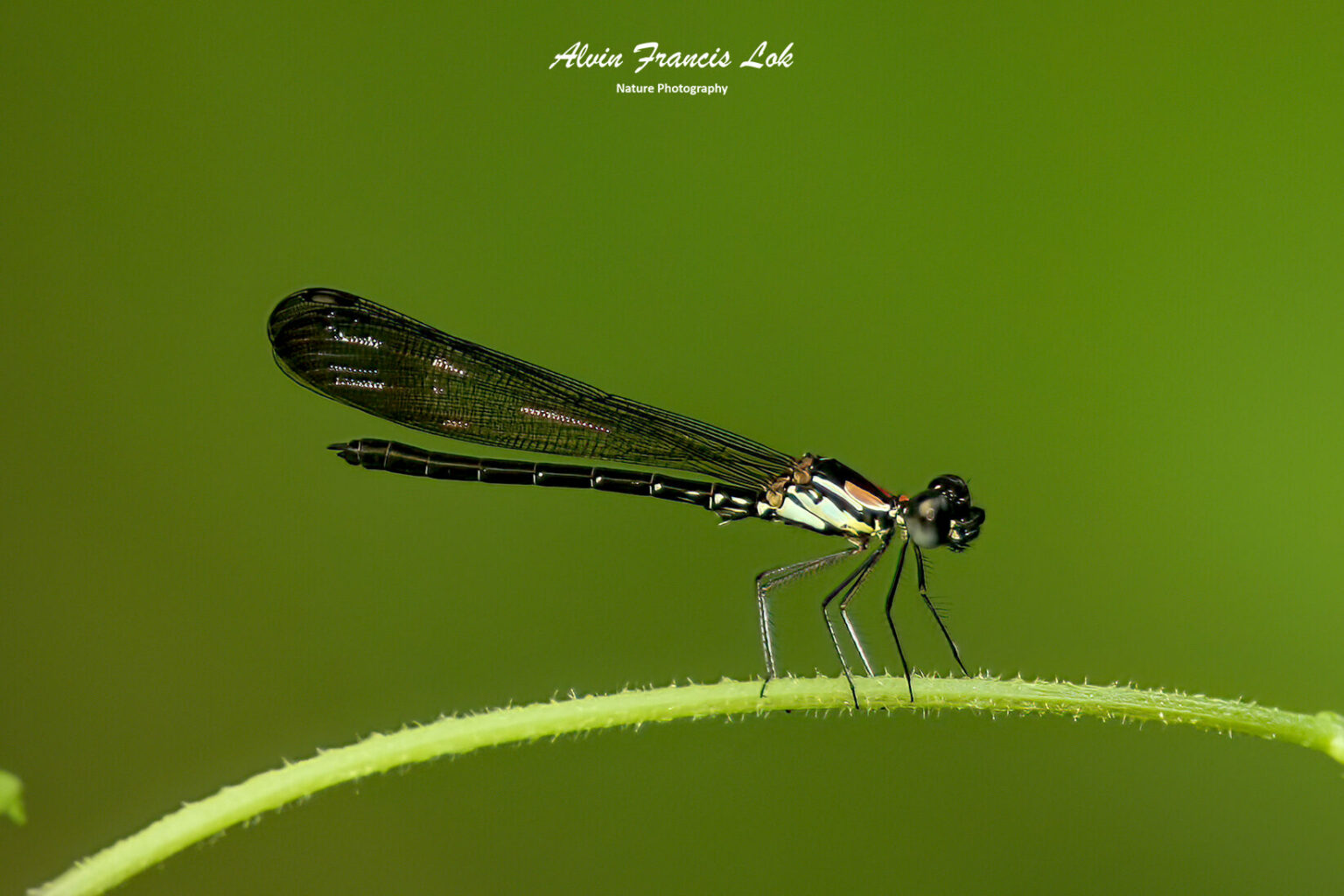 Odonata (Dragonflies & Damselflies) - Biodiversity (Singapore)