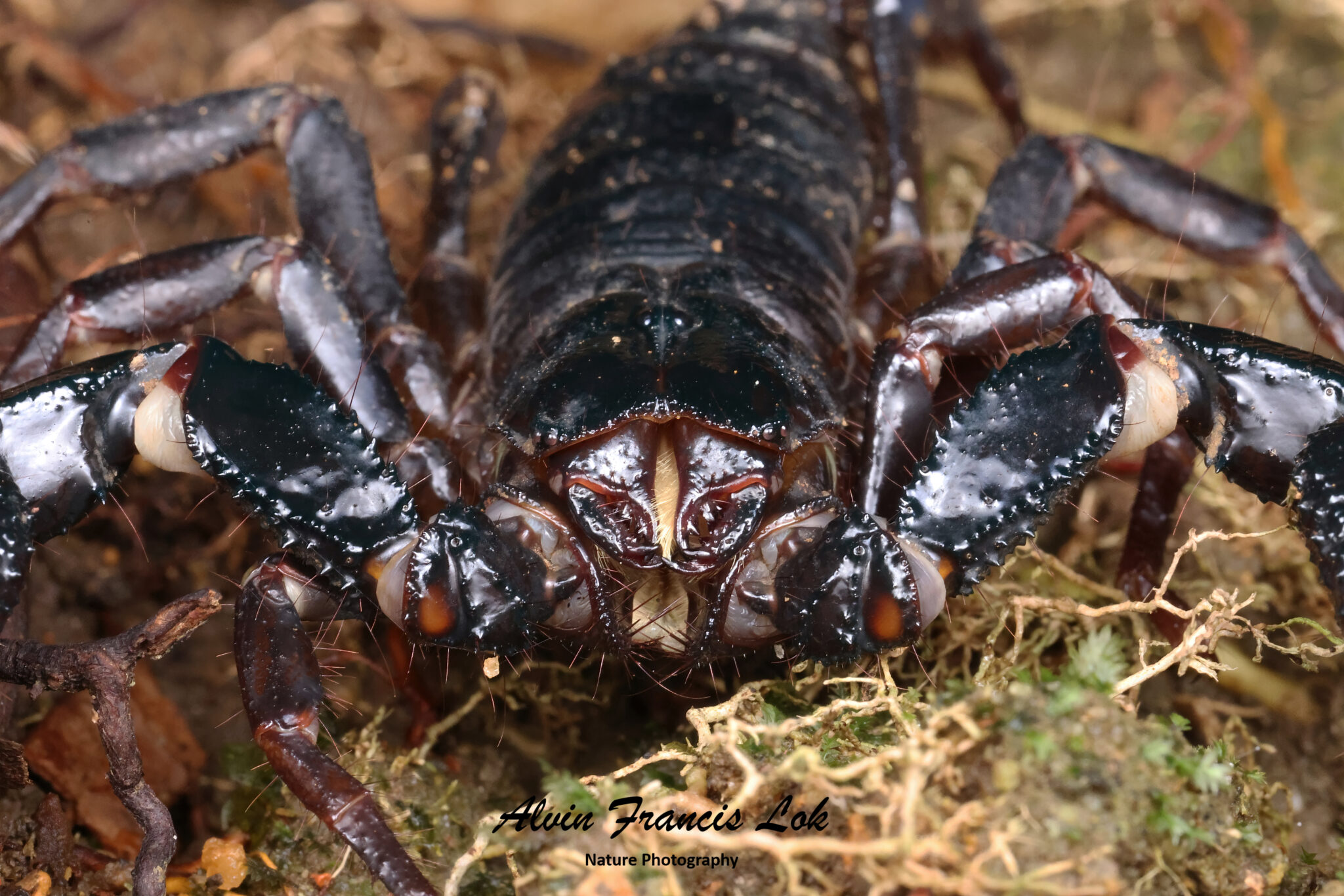 Scorpiones (Scorpions) - Biodiversity (Singapore)