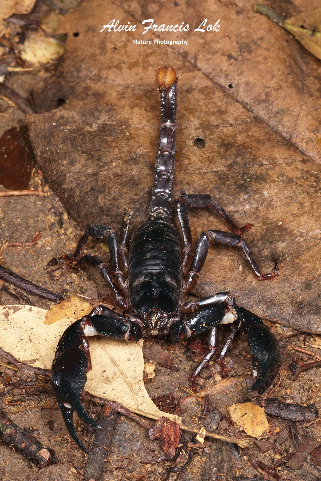 Scorpiones (Scorpions) - Biodiversity (Singapore)