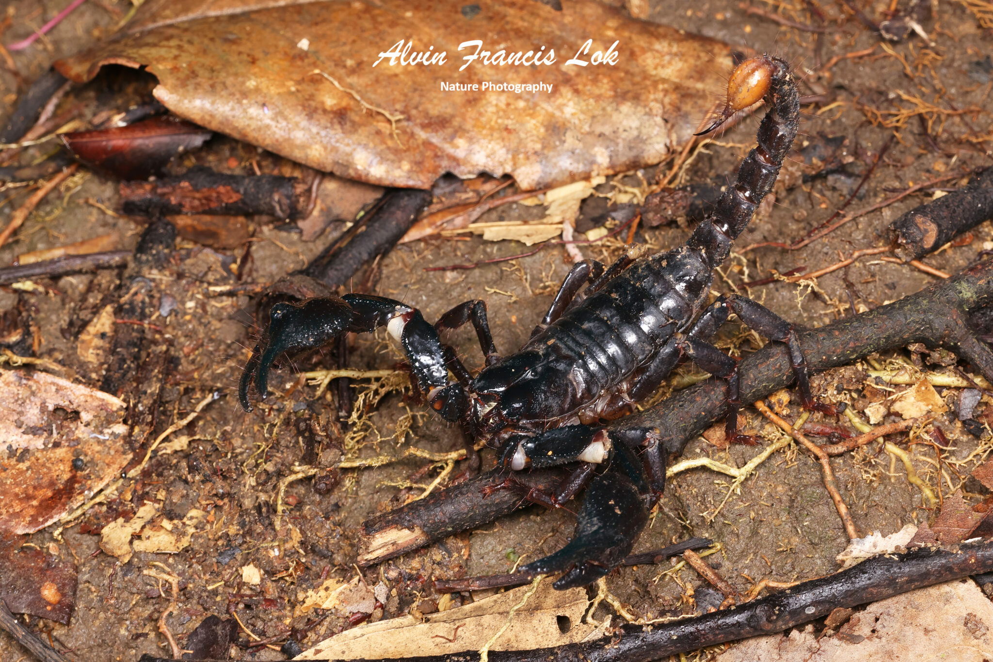 Scorpiones (Scorpions) - Biodiversity (Singapore)