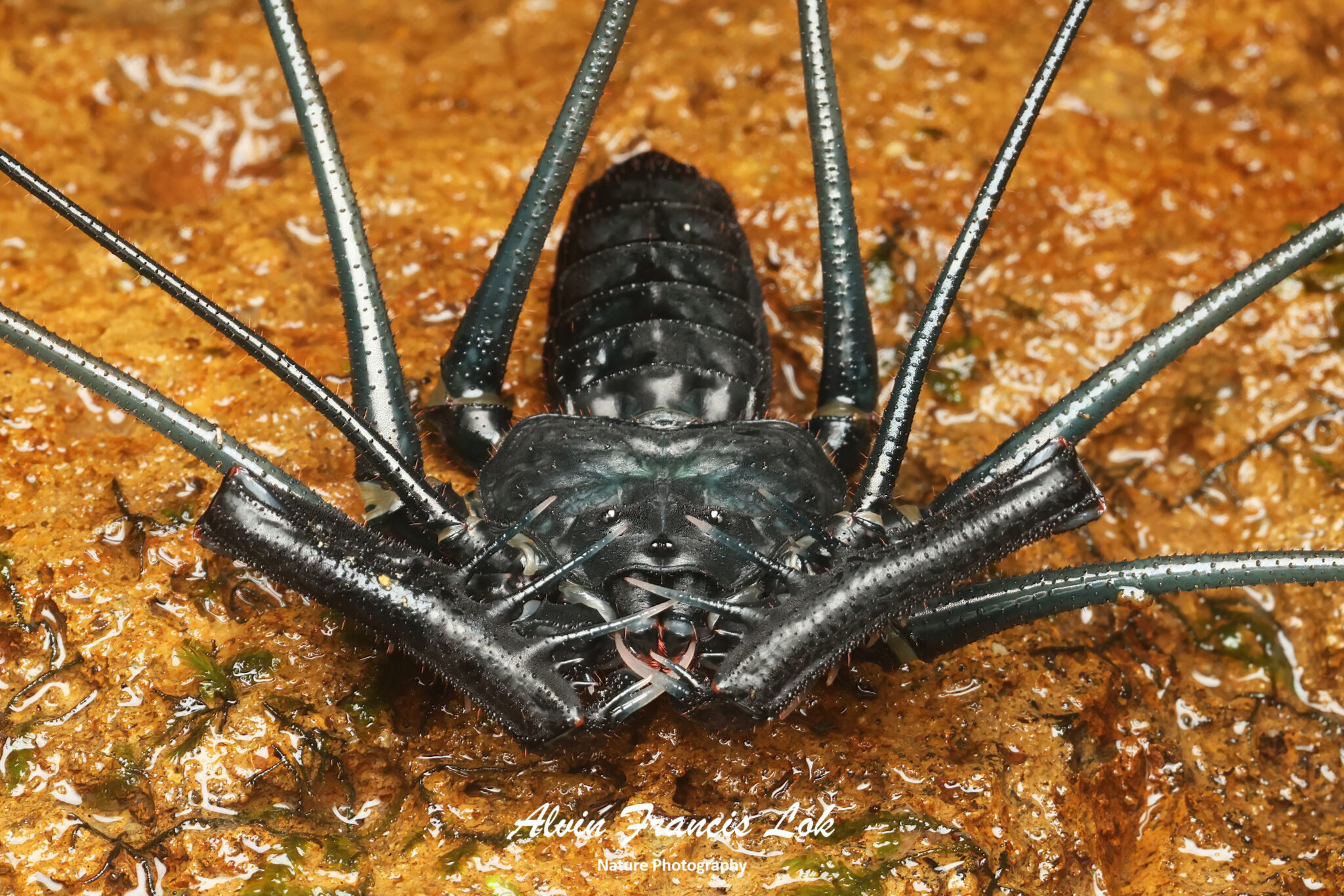 Amblypygi (Whip spiders) - Biodiversity (Singapore)