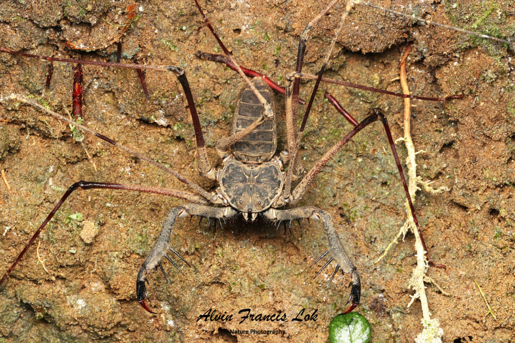 Amblypygi (Whip spiders) - Biodiversity (Singapore)