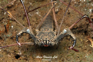 Amblypygi (Whip spiders) - Biodiversity (Singapore)