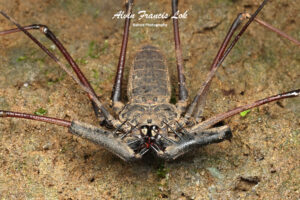 Amblypygi (Whip spiders) - Biodiversity (Singapore)