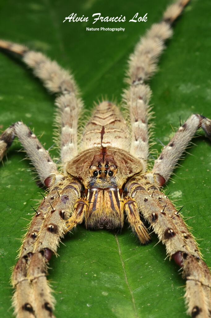 Genus Heteropoda - Biodiversity (Singapore)