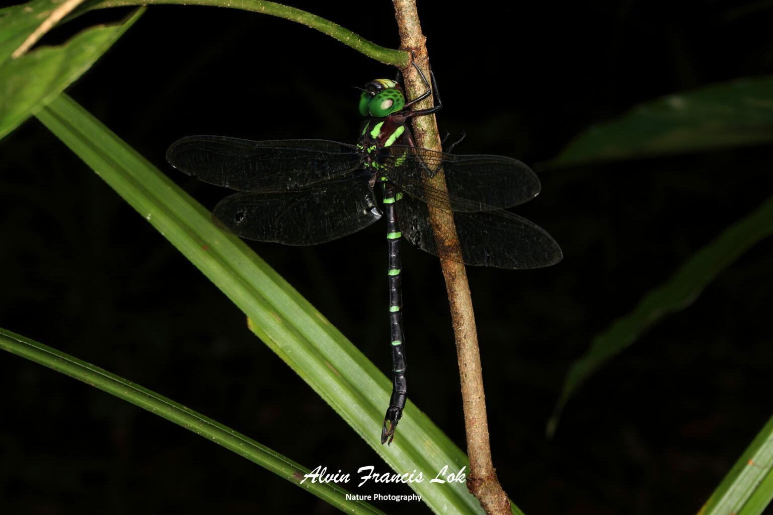 Odonata (Dragonflies & Damselflies) - Biodiversity (Singapore)