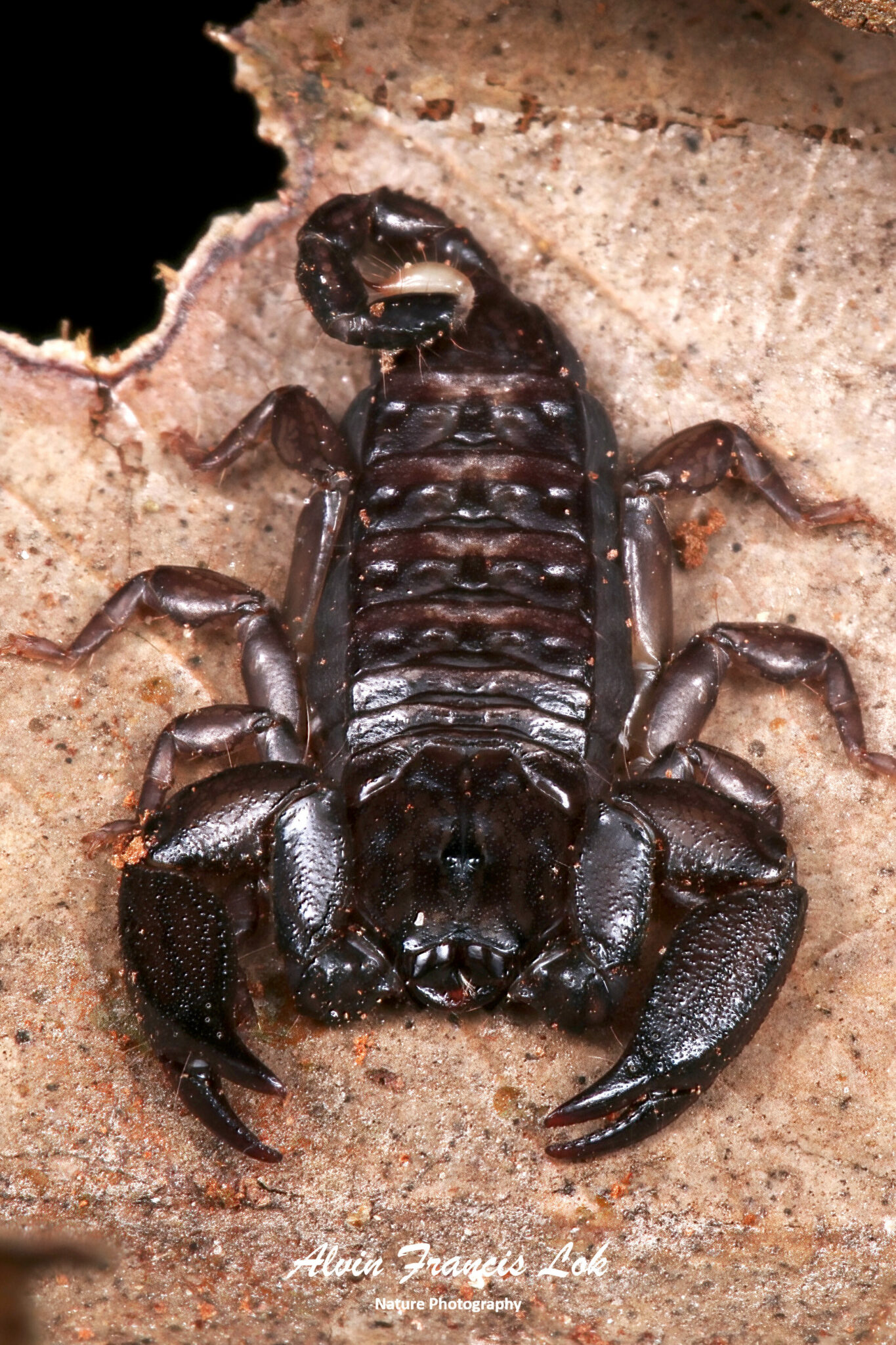 Scorpiones (Scorpions) - Biodiversity (Singapore)