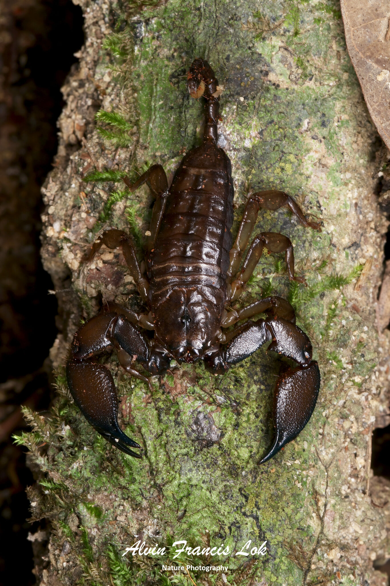 Scorpiones (Scorpions) - Biodiversity (Singapore)