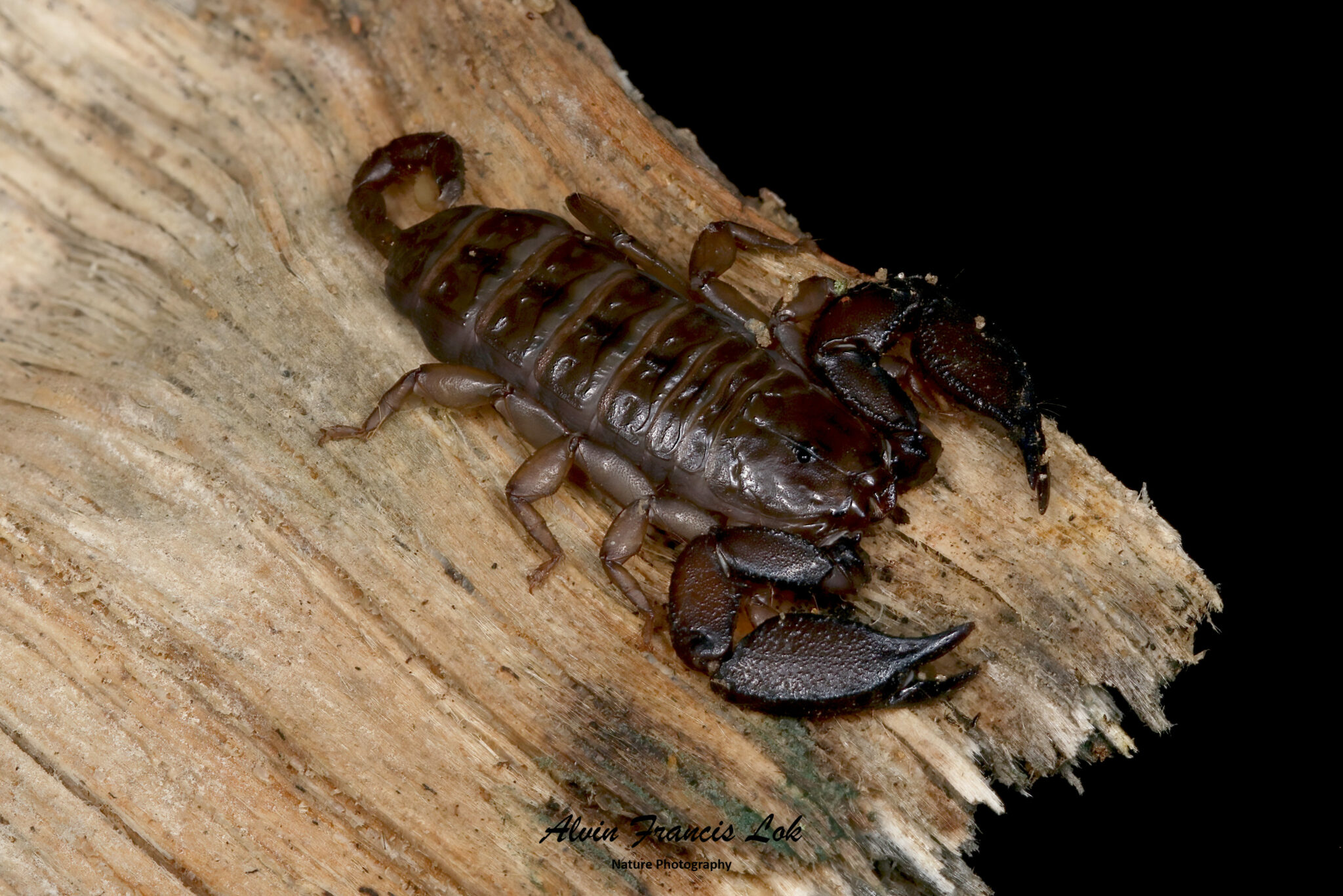 Scorpiones (Scorpions) - Biodiversity (Singapore)
