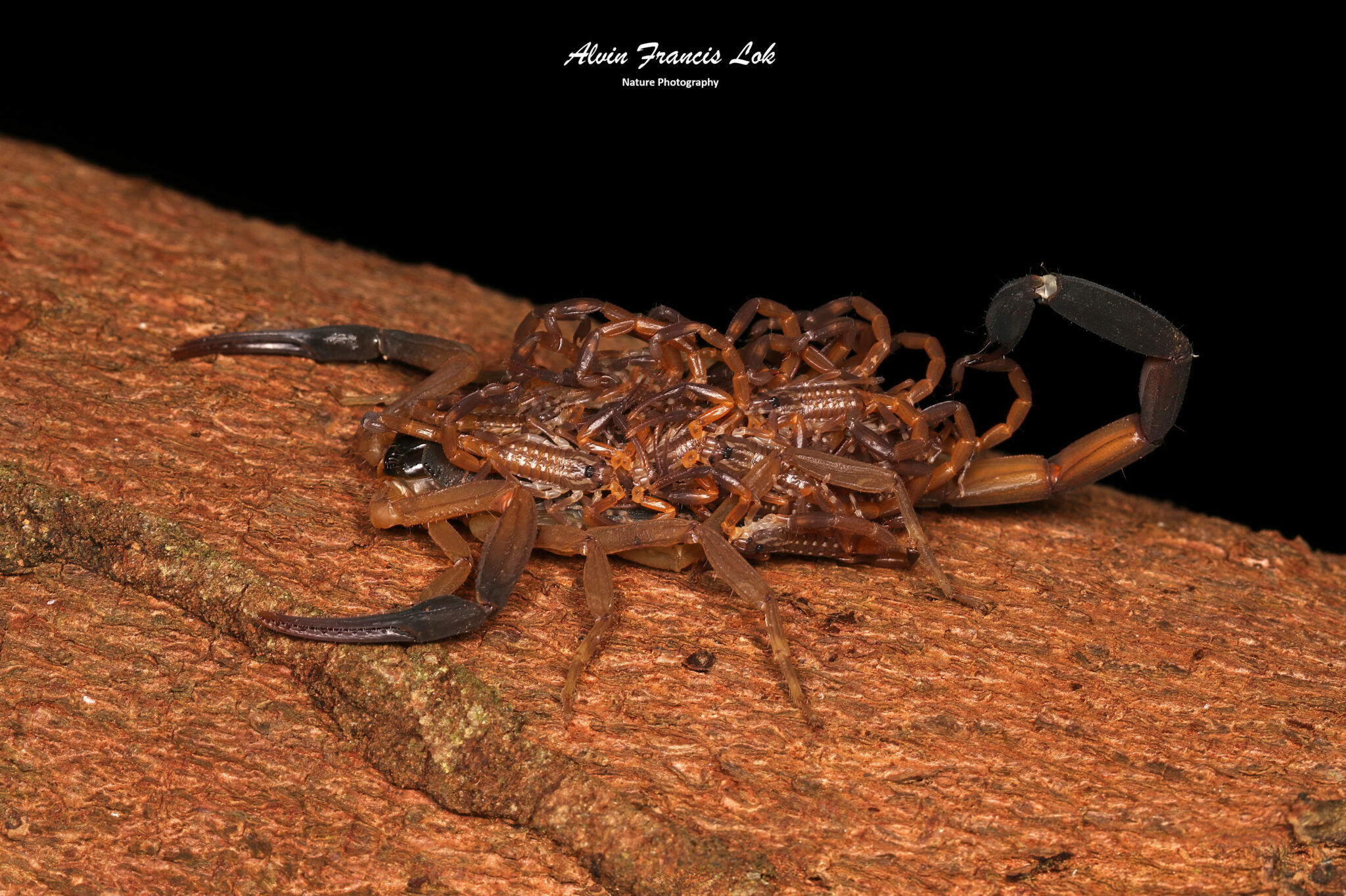 Scorpiones (Scorpions) - Biodiversity (Singapore)