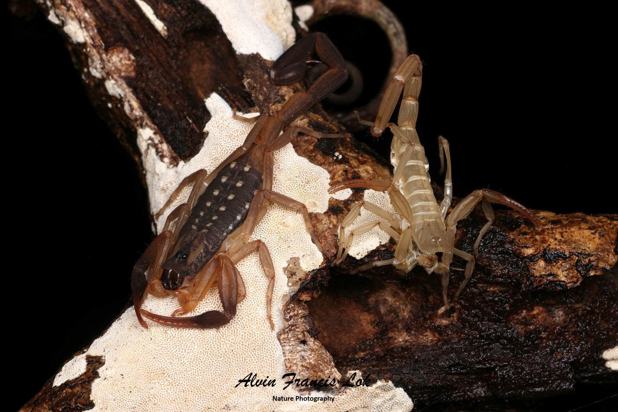 Scorpiones (Scorpions) - Biodiversity (Singapore)