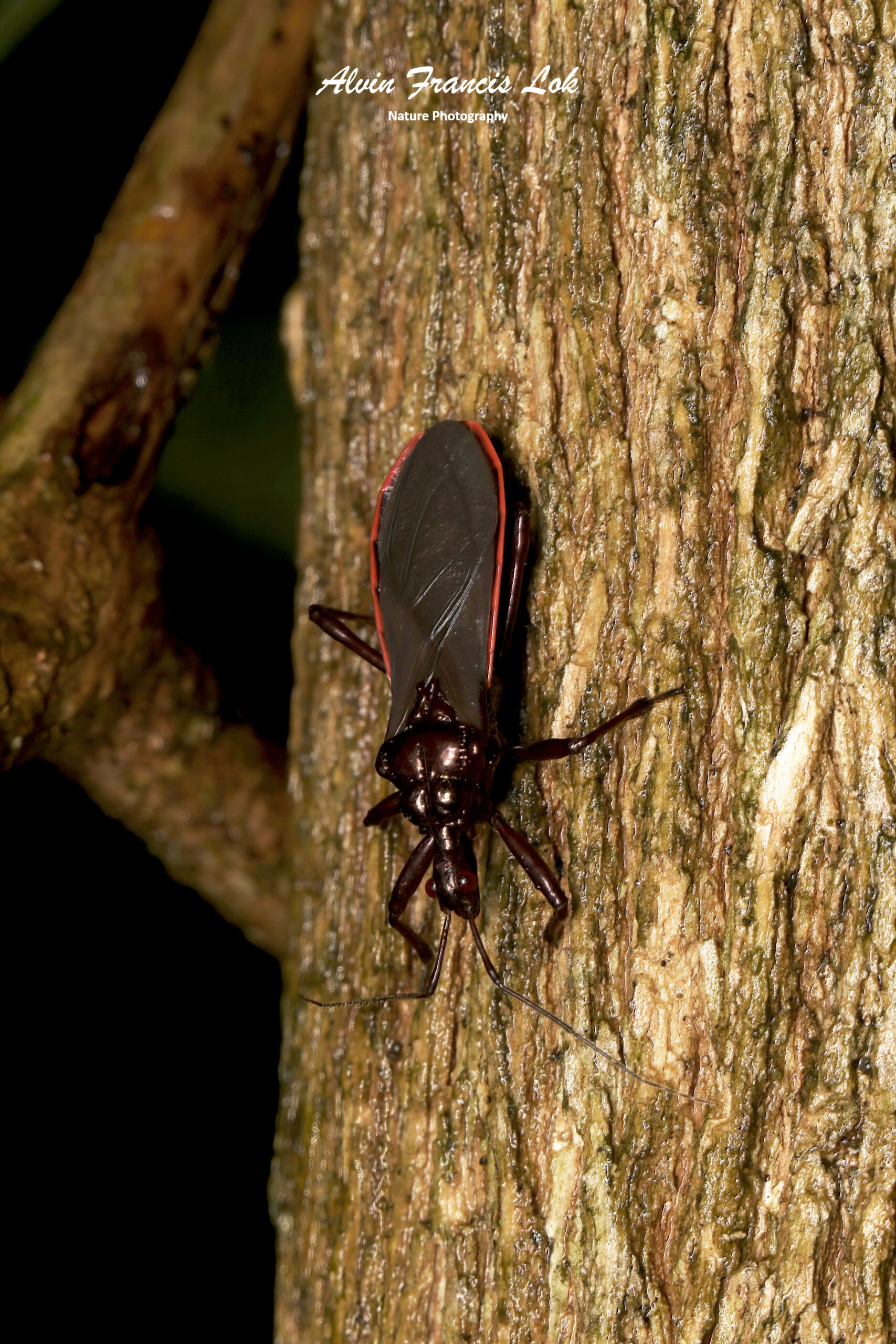 Family Reduviidae (Assassin Bugs) - Biodiversity (Singapore)