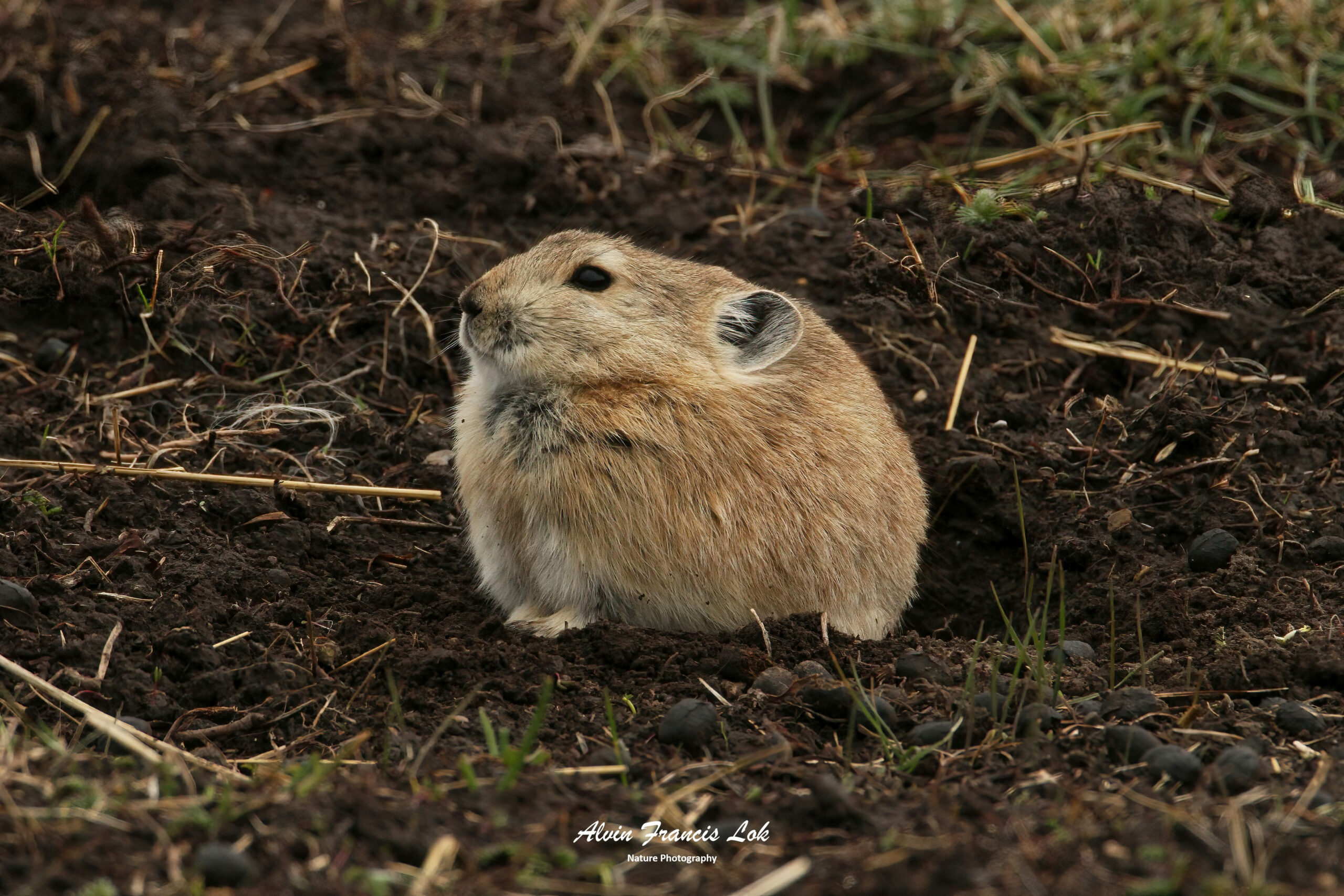 Mammalia (Mammals) - Biodiversity (Singapore)