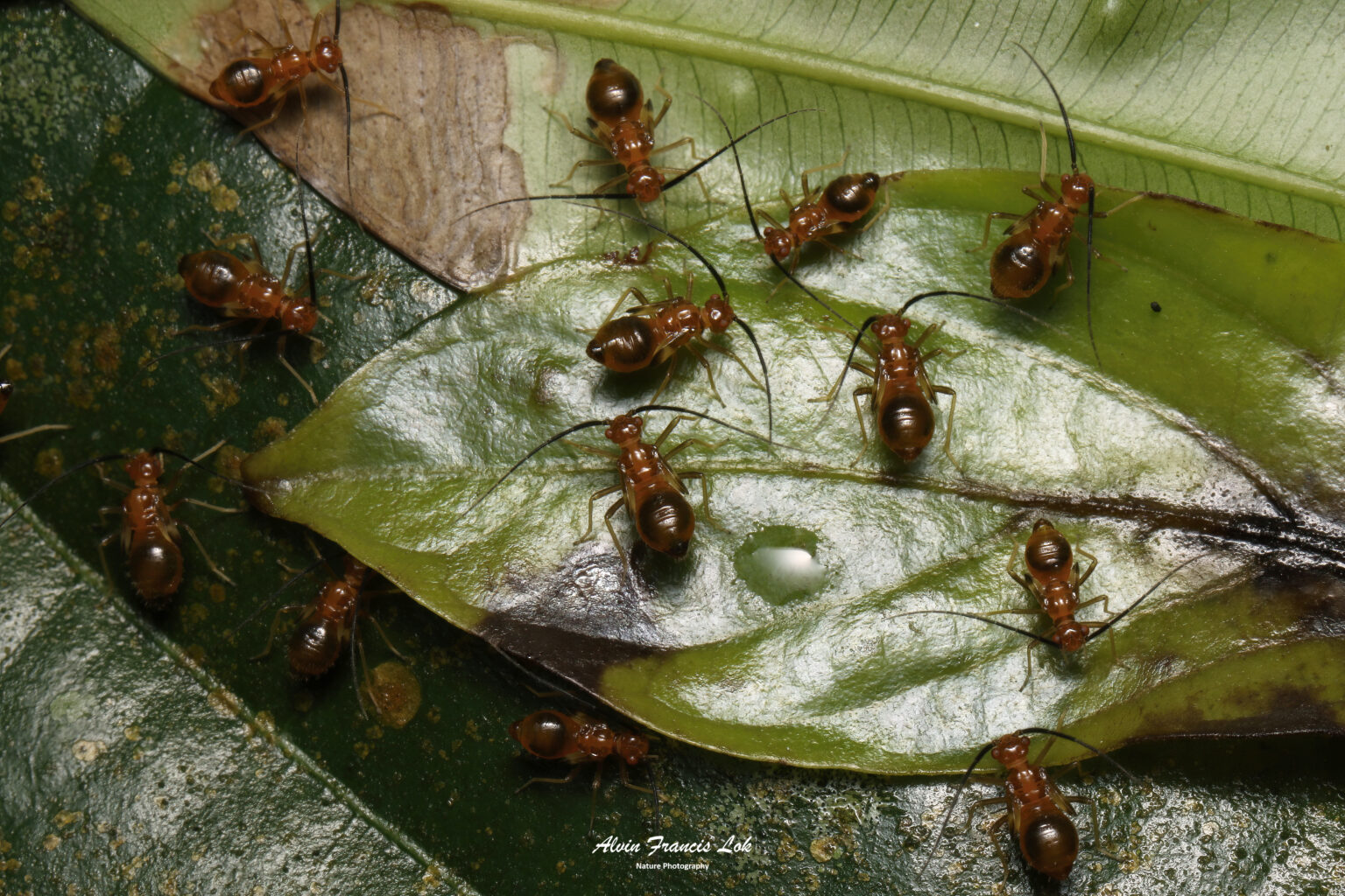 Psocoptera (Barklice) - Biodiversity (Singapore)