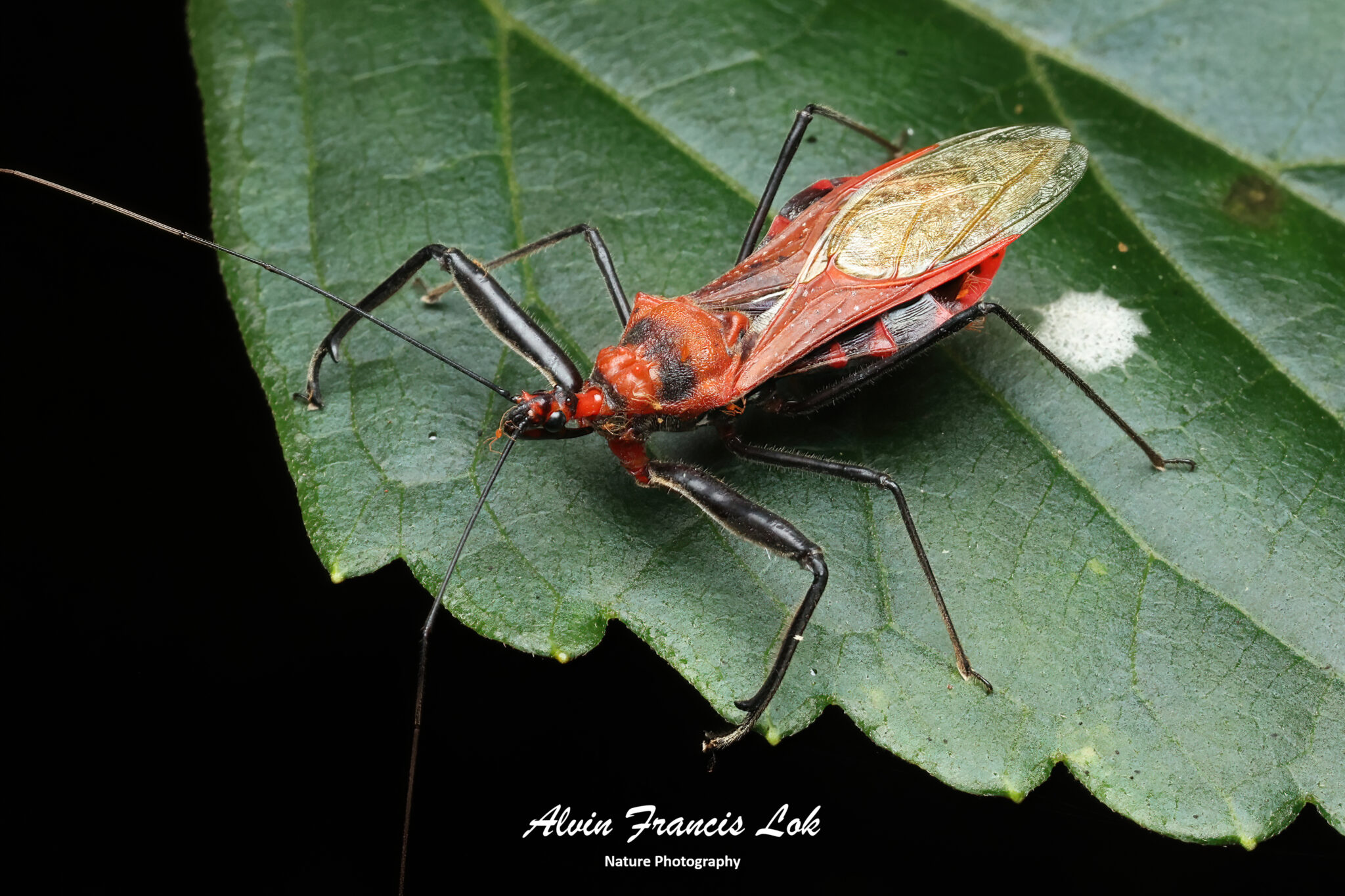 Family Reduviidae (Assassin Bugs) - Biodiversity (Singapore)