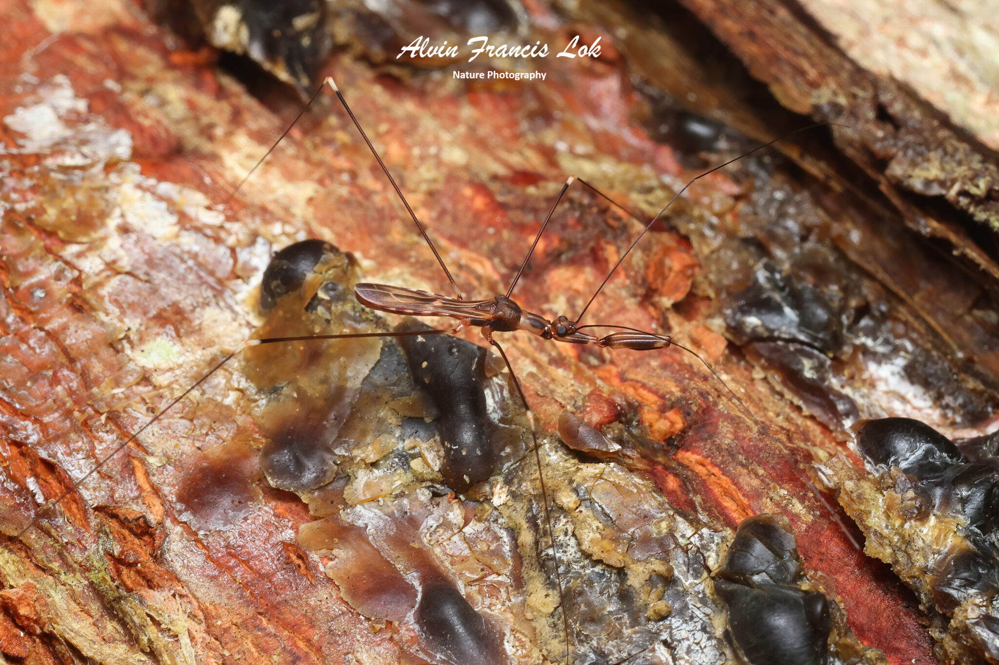 Family Reduviidae (Assassin Bugs) - Biodiversity (Singapore)