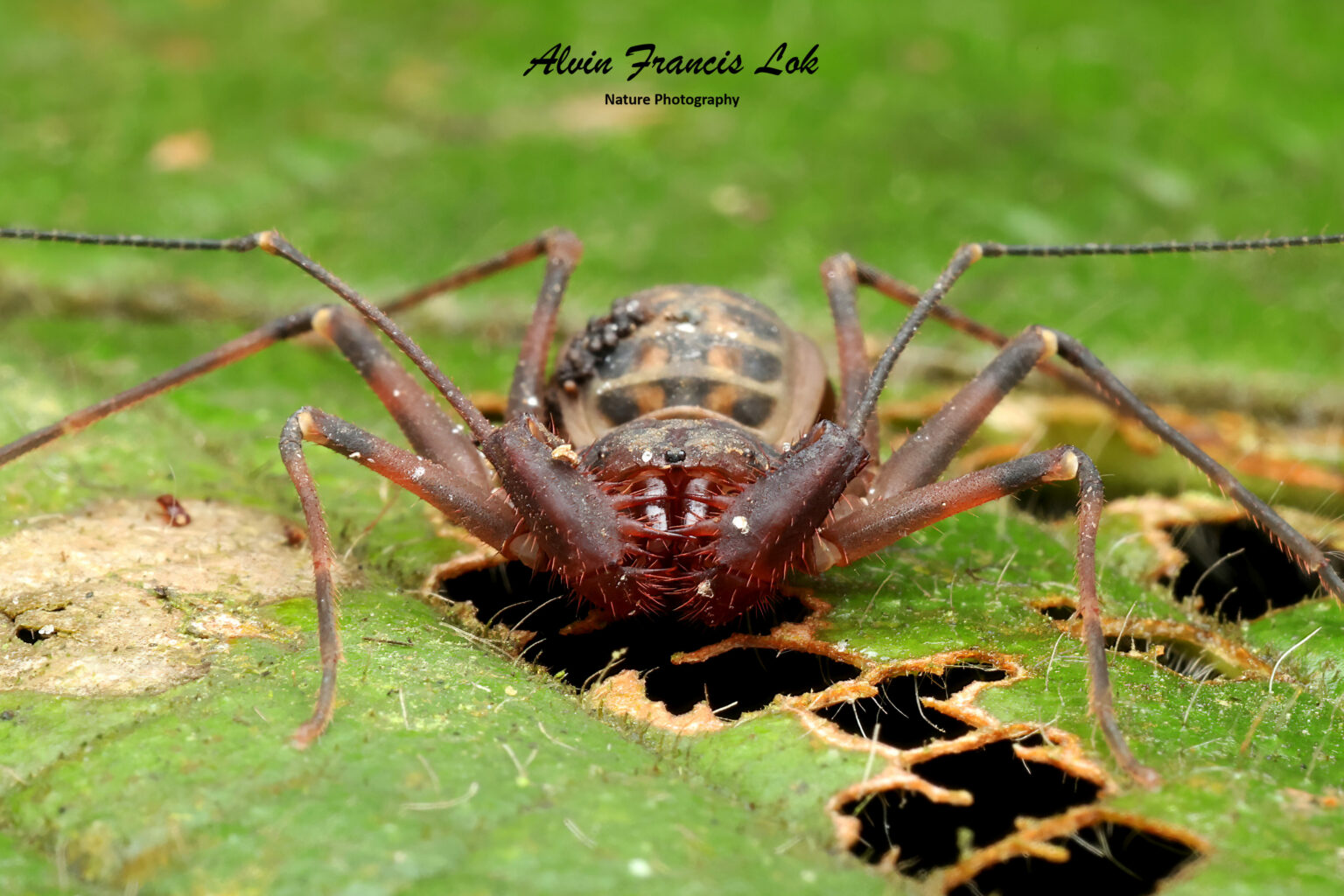 Amblypygi (Whip spiders) - Biodiversity (Singapore)