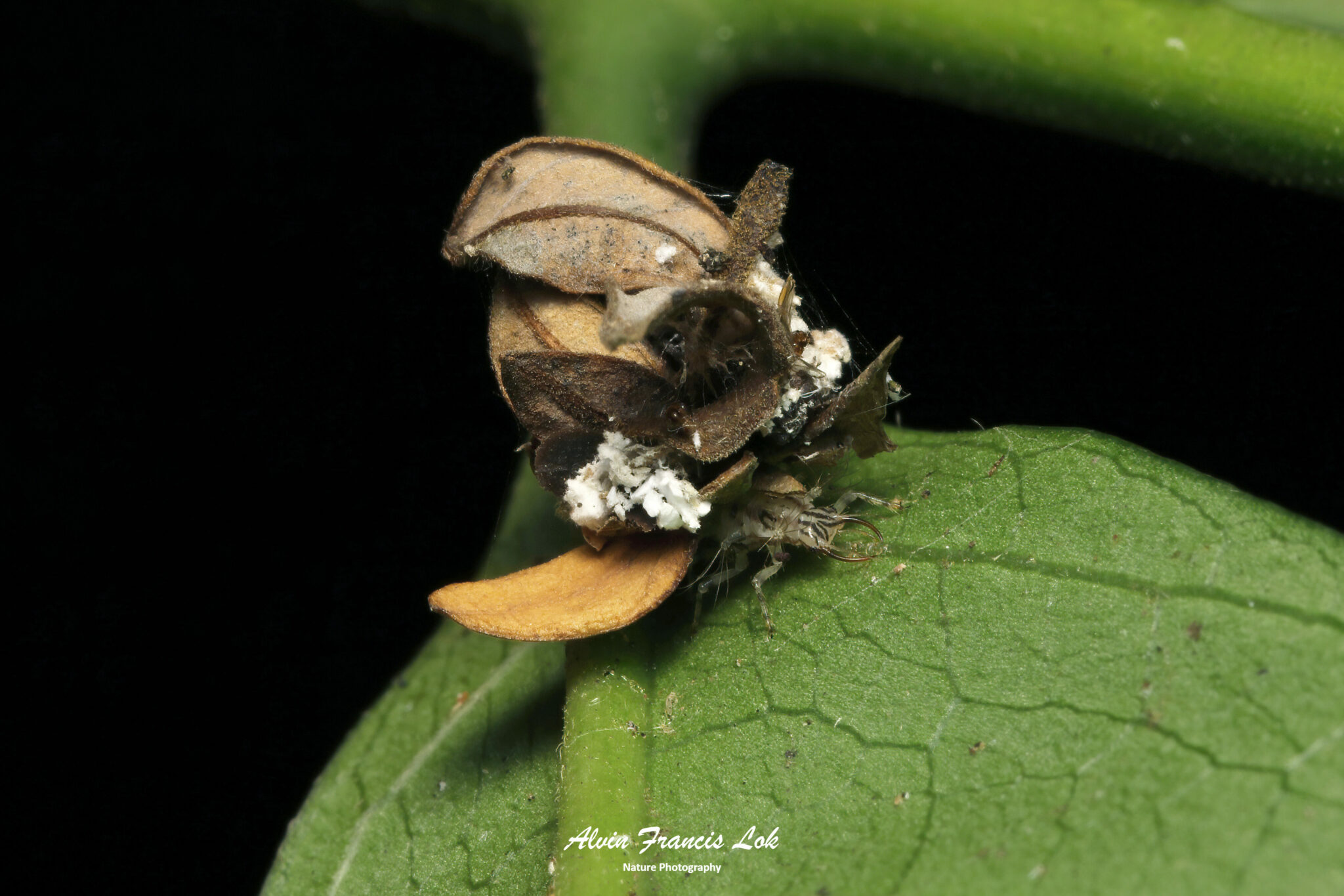 Neuroptera (Antlions, Lacewings, Mantidflies and Allies) - Biodiversity ...