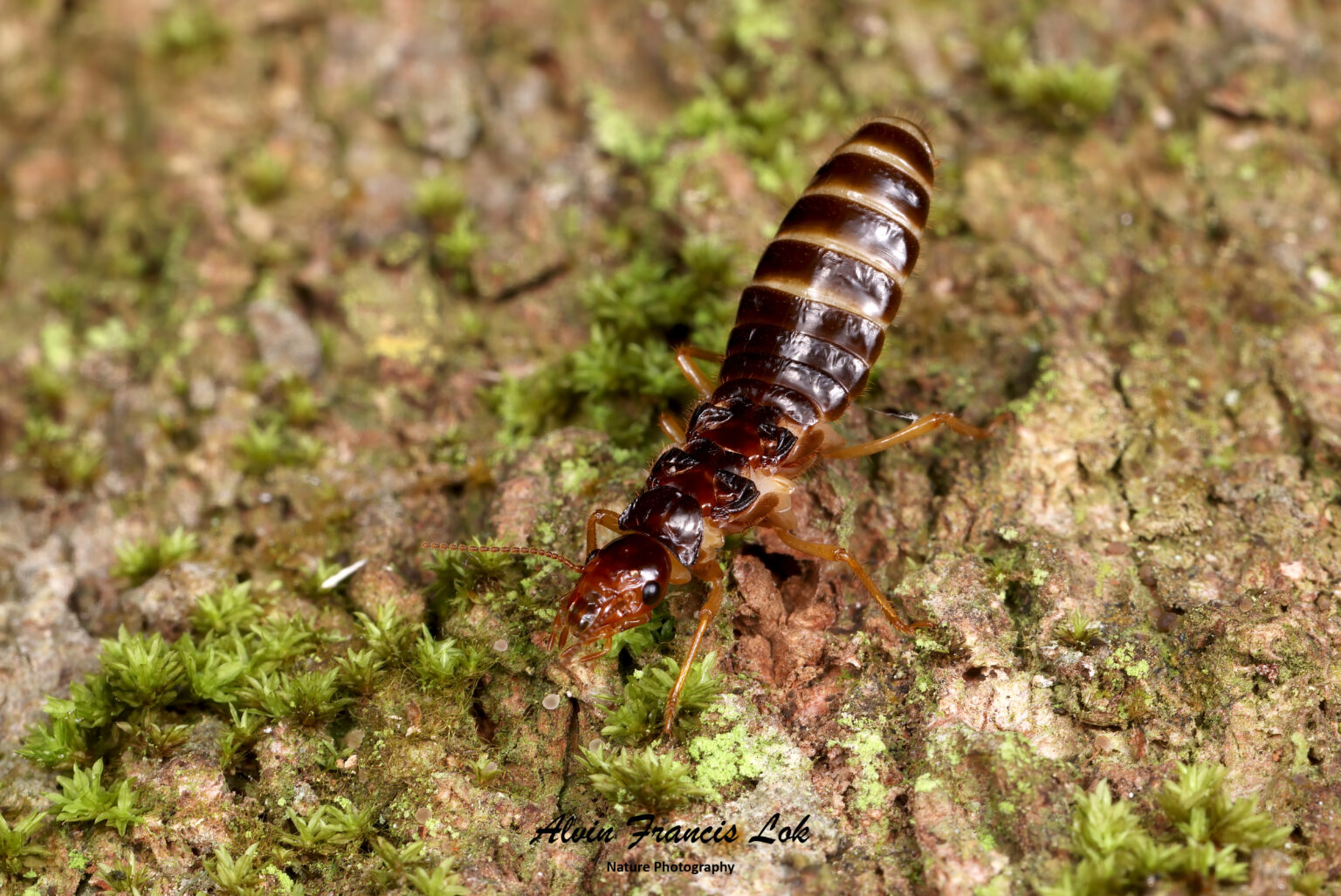 Blattodea (Cockroaches and Termites) - Biodiversity (Singapore)