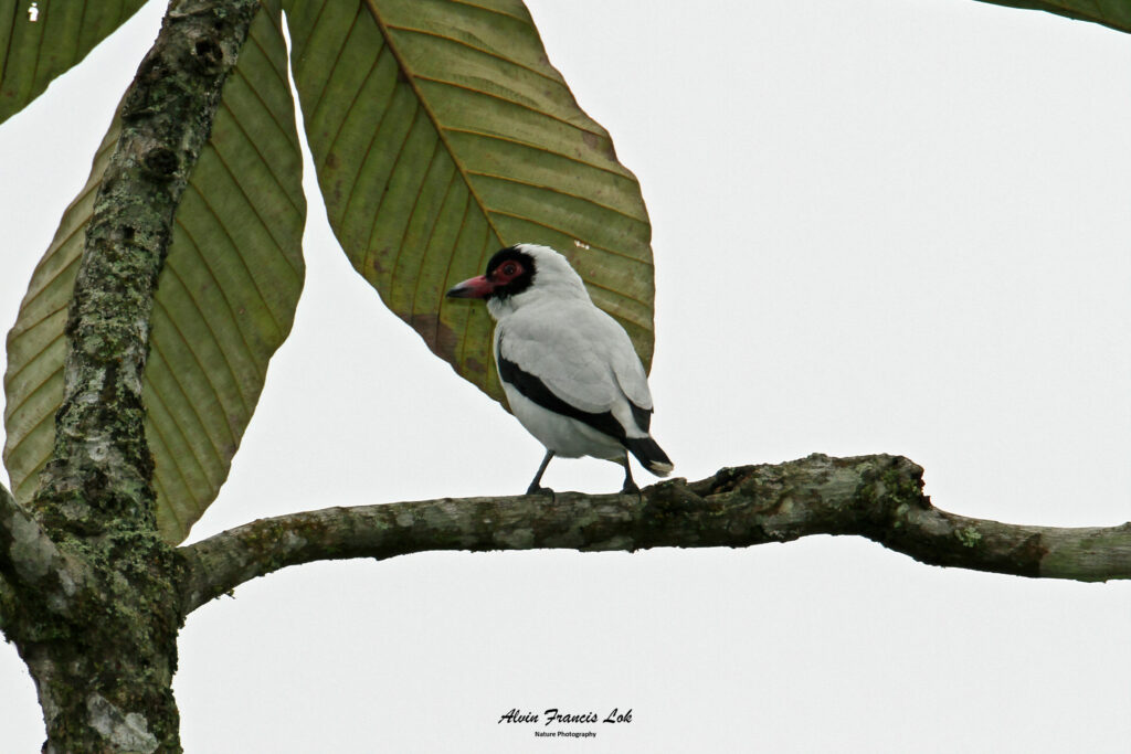 Family Tityridae (Tityras and Allies) - Biodiversity (Singapore)