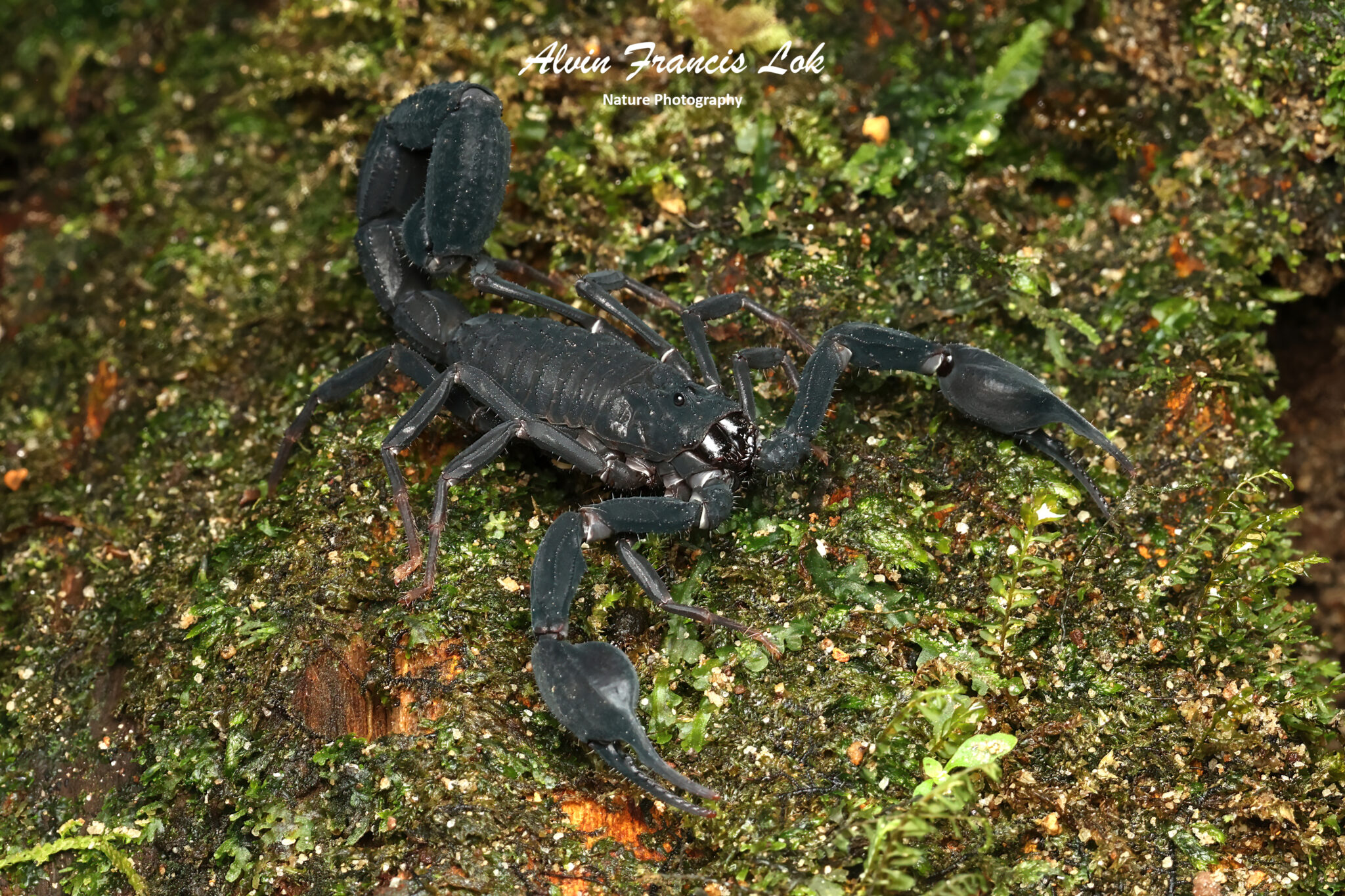 Scorpiones (Scorpions) - Biodiversity (Singapore)