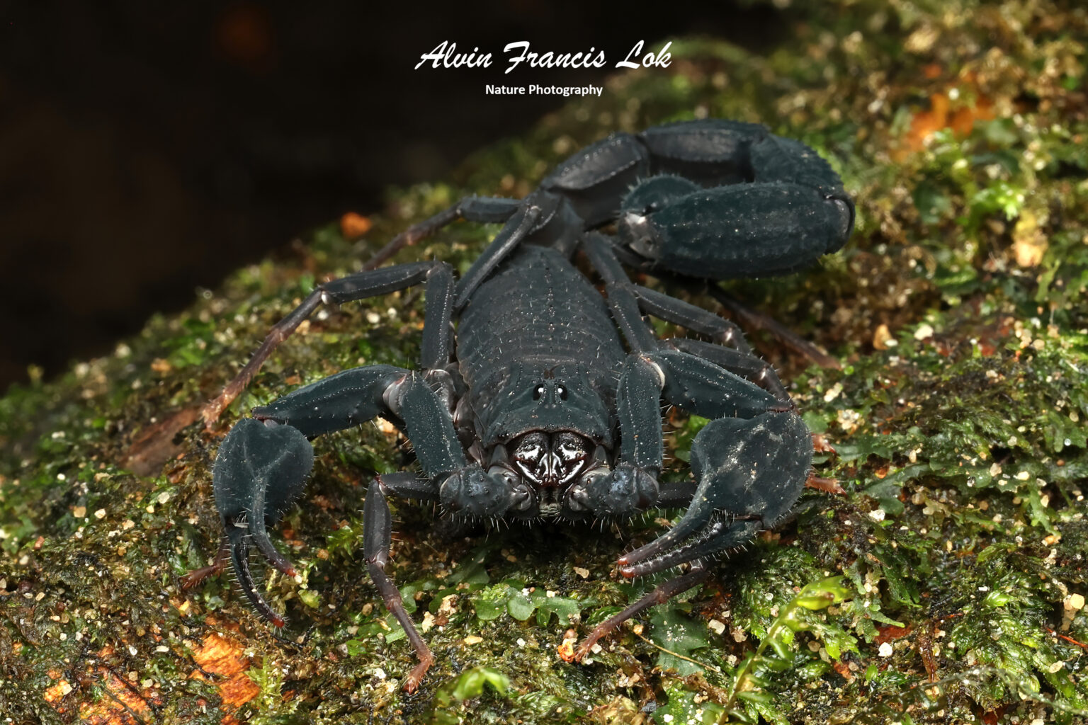 Scorpiones (Scorpions) - Biodiversity (Singapore)