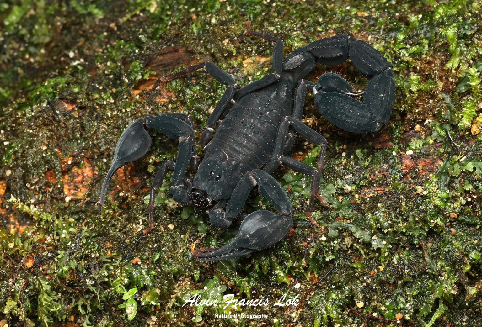 Scorpiones (Scorpions) - Biodiversity (Singapore)