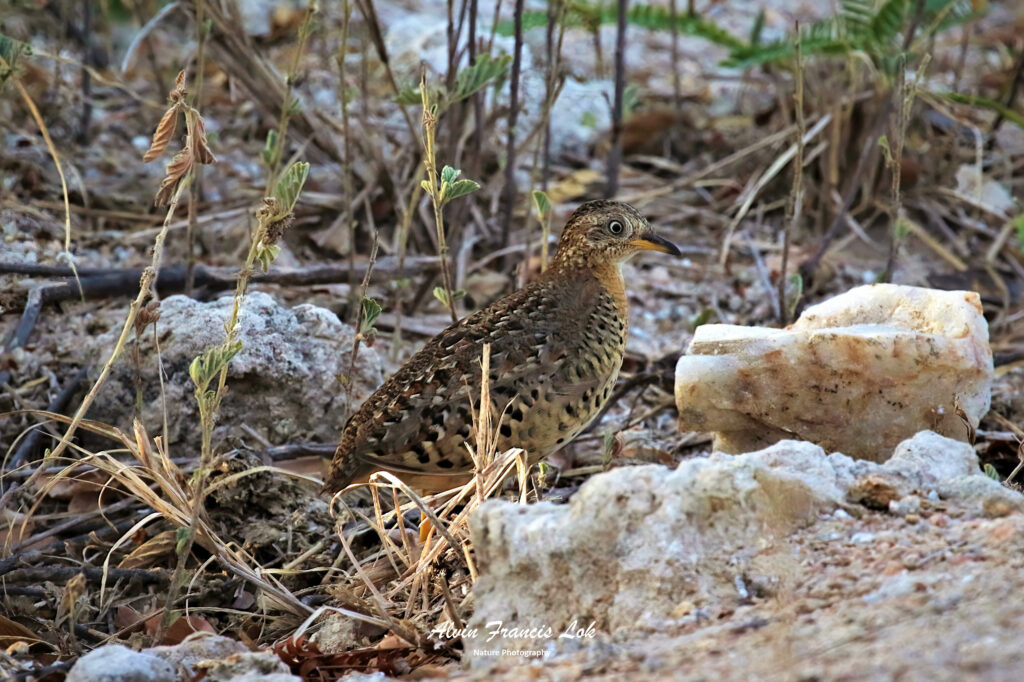 Family Turnicidae (Buttonquails) - Biodiversity (Singapore)