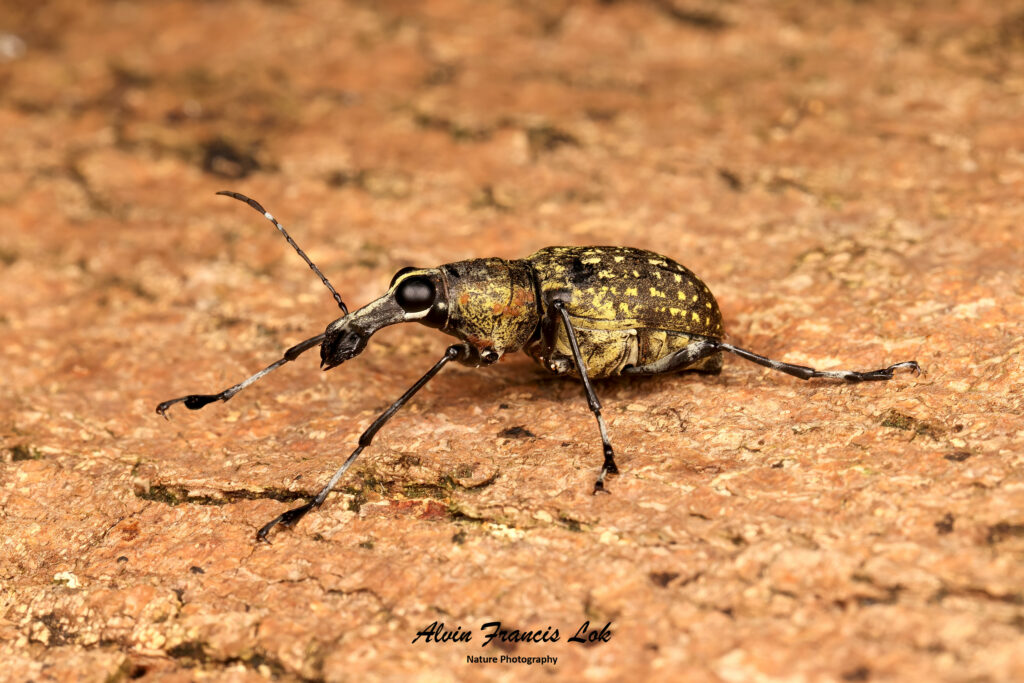 Family Anthribidae (Fungus Weevils) - Biodiversity (Singapore)