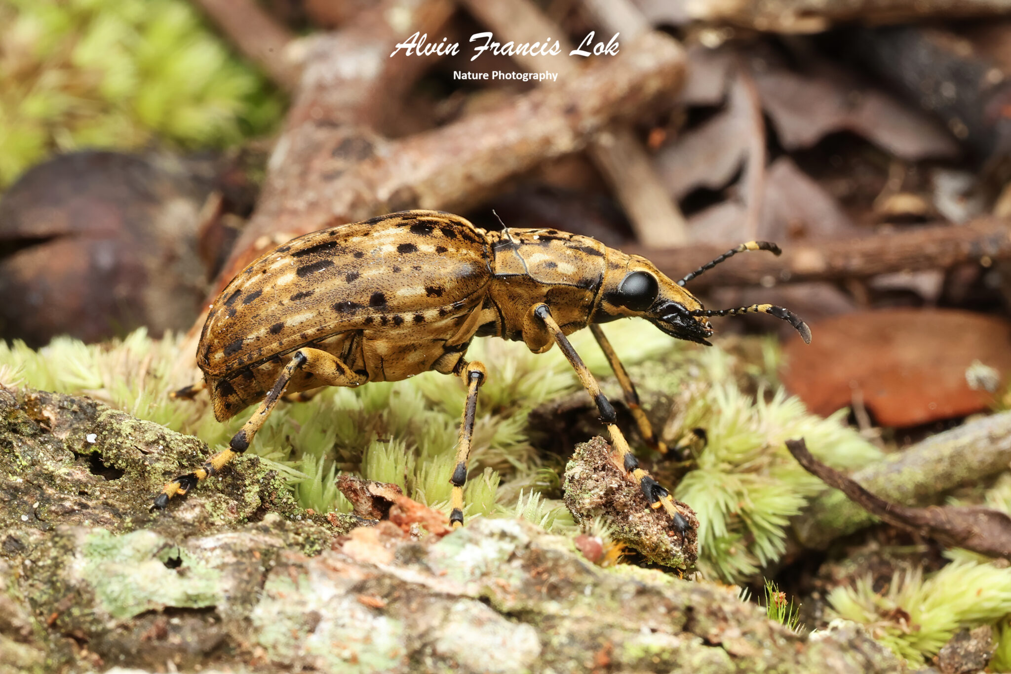 Family Anthribidae (Fungus Weevils) - Biodiversity (Singapore)