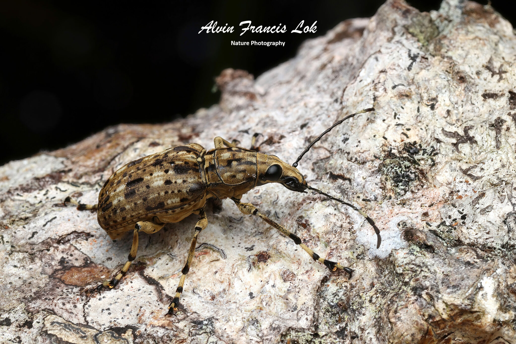 Family Anthribidae (Fungus Weevils) - Biodiversity (Singapore)