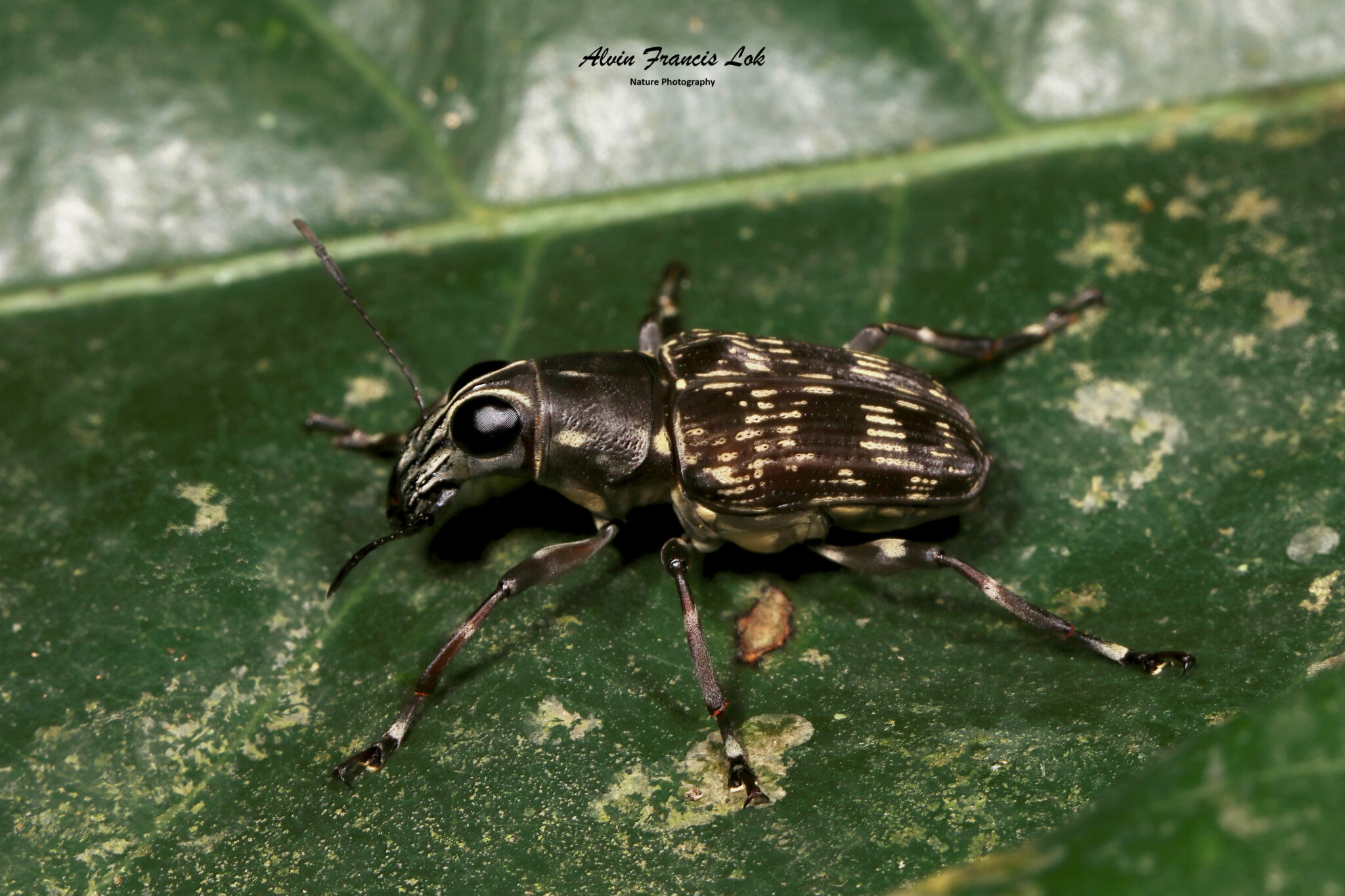 Family Anthribidae (Fungus Weevils) - Biodiversity (Singapore)