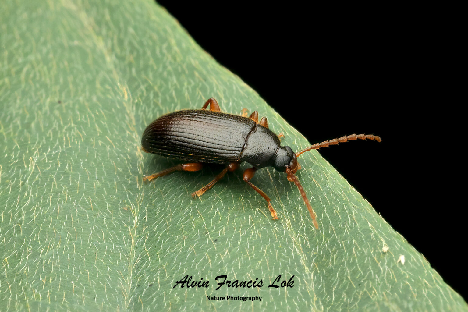 Family Tenebrionidae (Darkling Beetles) - Biodiversity (Singapore)