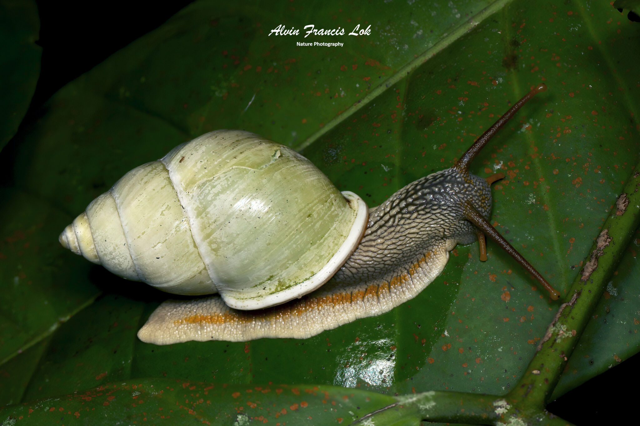 Terrestrial Mollusk (Land Snails and Slugs) - Biodiversity (Singapore)