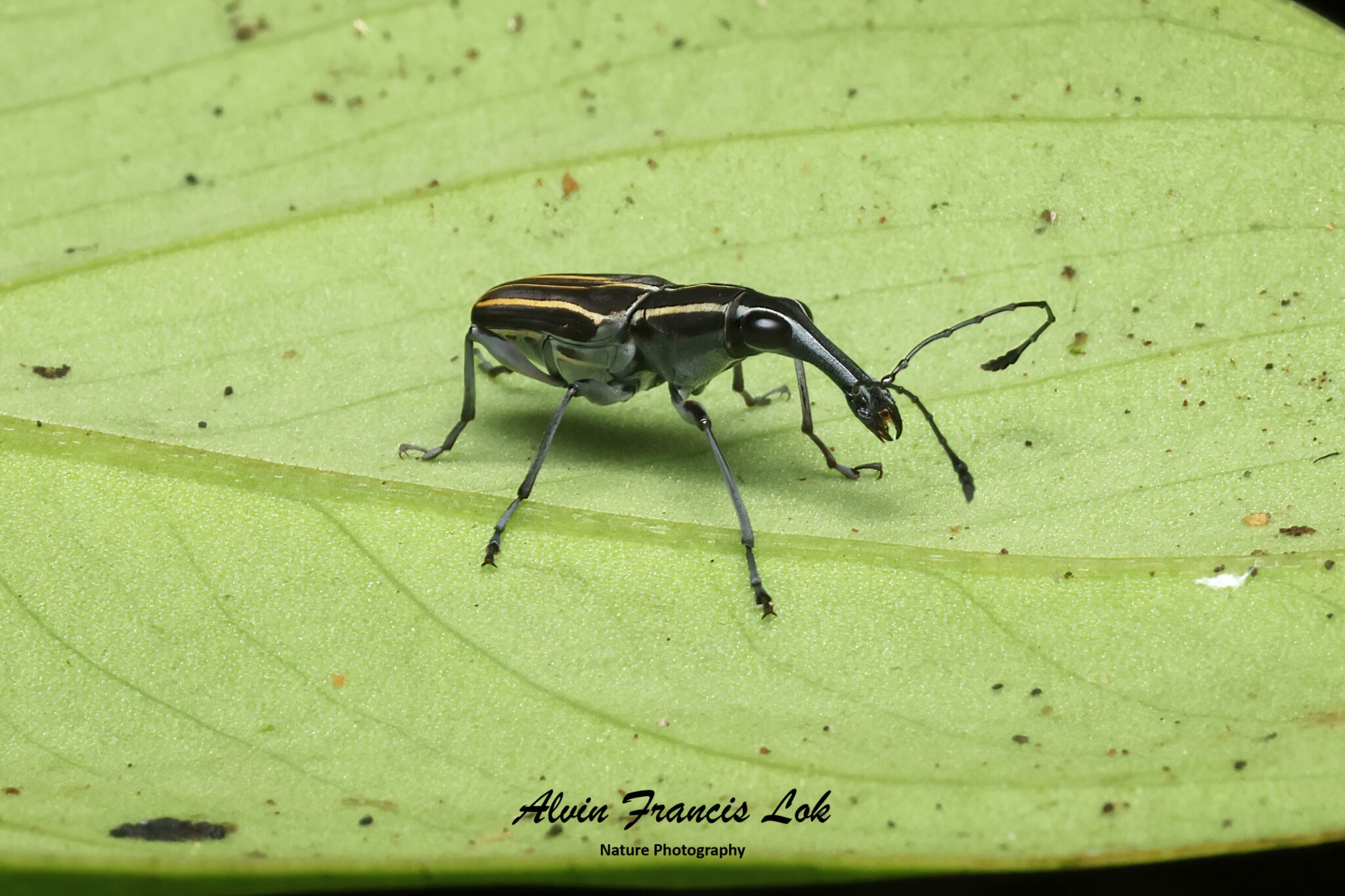 Family Anthribidae (Fungus Weevils) - Biodiversity (Singapore)