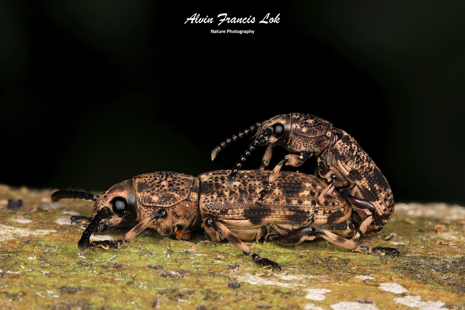 Family Anthribidae (Fungus Weevils) - Biodiversity (Singapore)