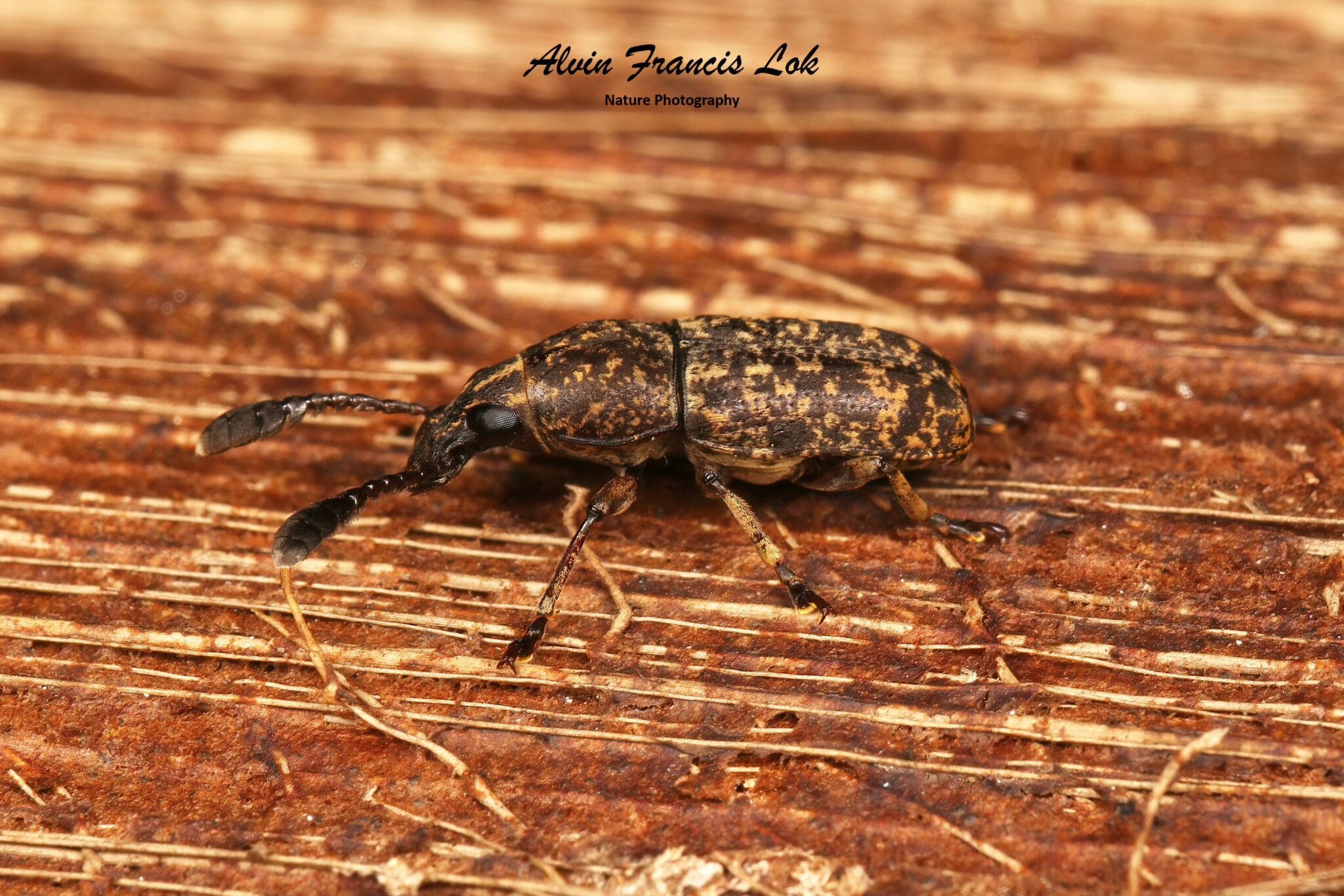 Family Anthribidae (Fungus Weevils) - Biodiversity (Singapore)