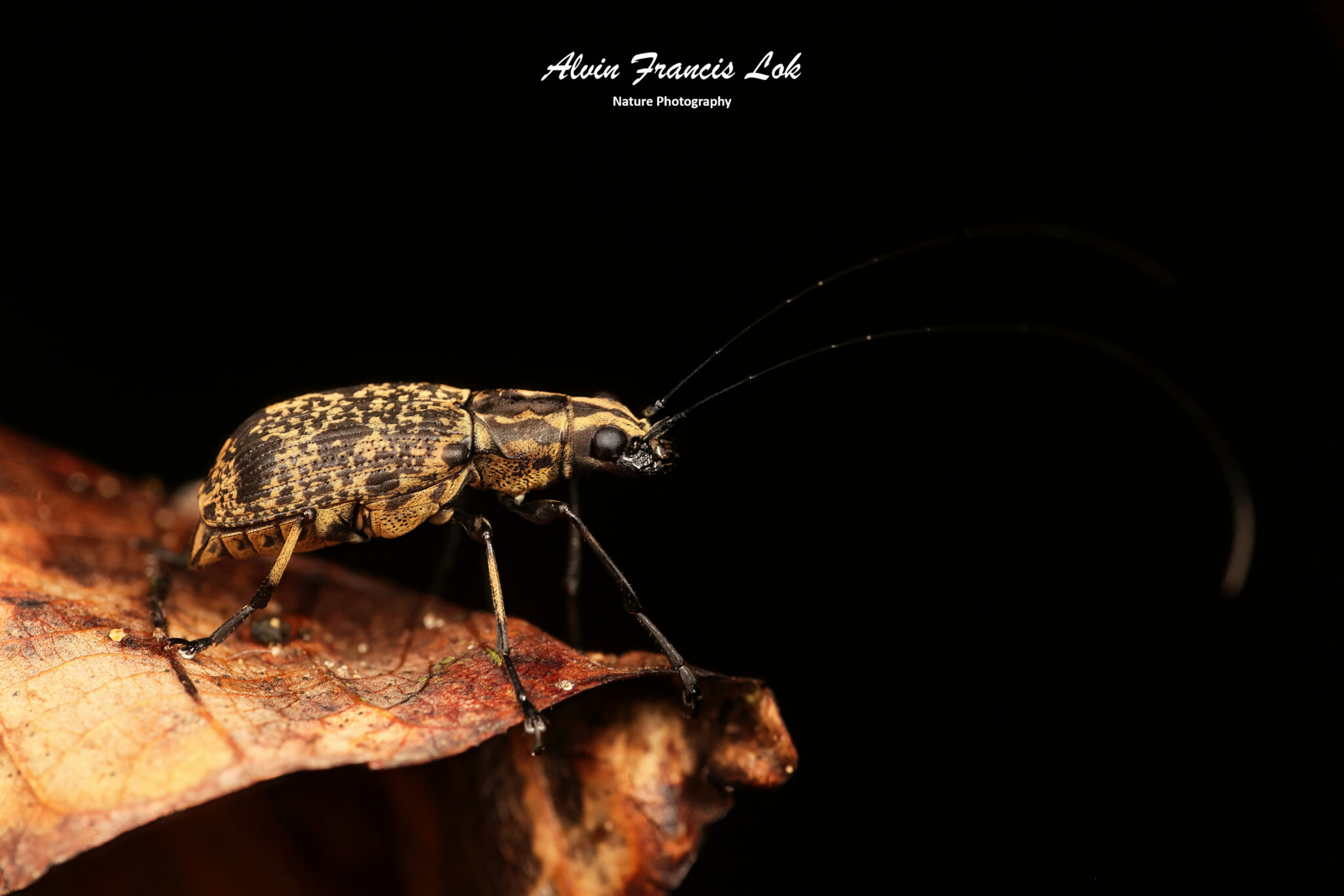 Family Anthribidae (Fungus Weevils) - Biodiversity (Singapore)