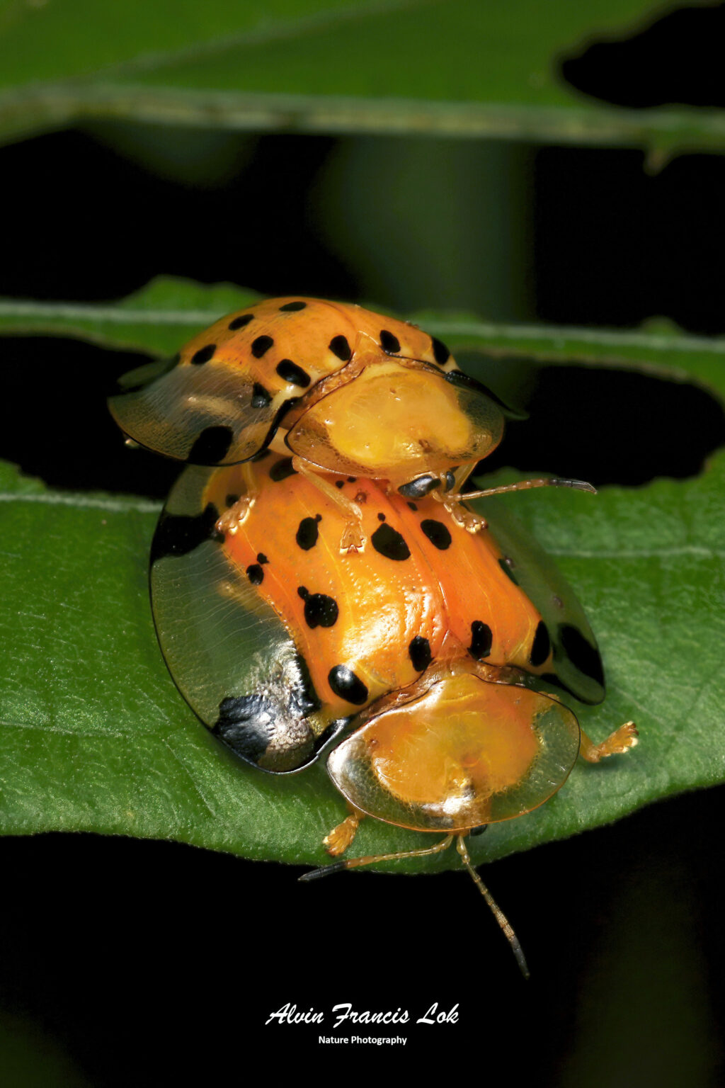 Family Chrysomelidae (Leaf Beetles) - Biodiversity (Singapore)