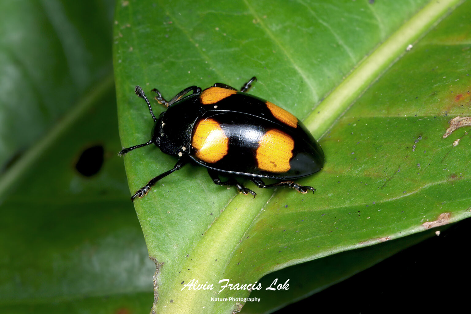 Family Erotylidae (Pleasing Fungus Beetles) - Biodiversity (Singapore)
