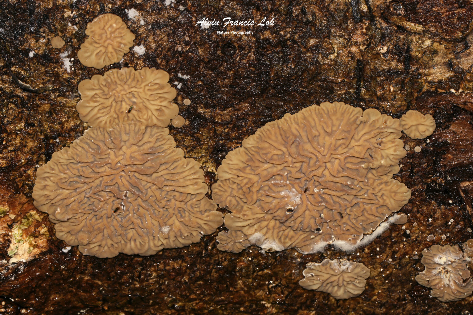 Fungi (Including Lichens) - Biodiversity (Singapore)