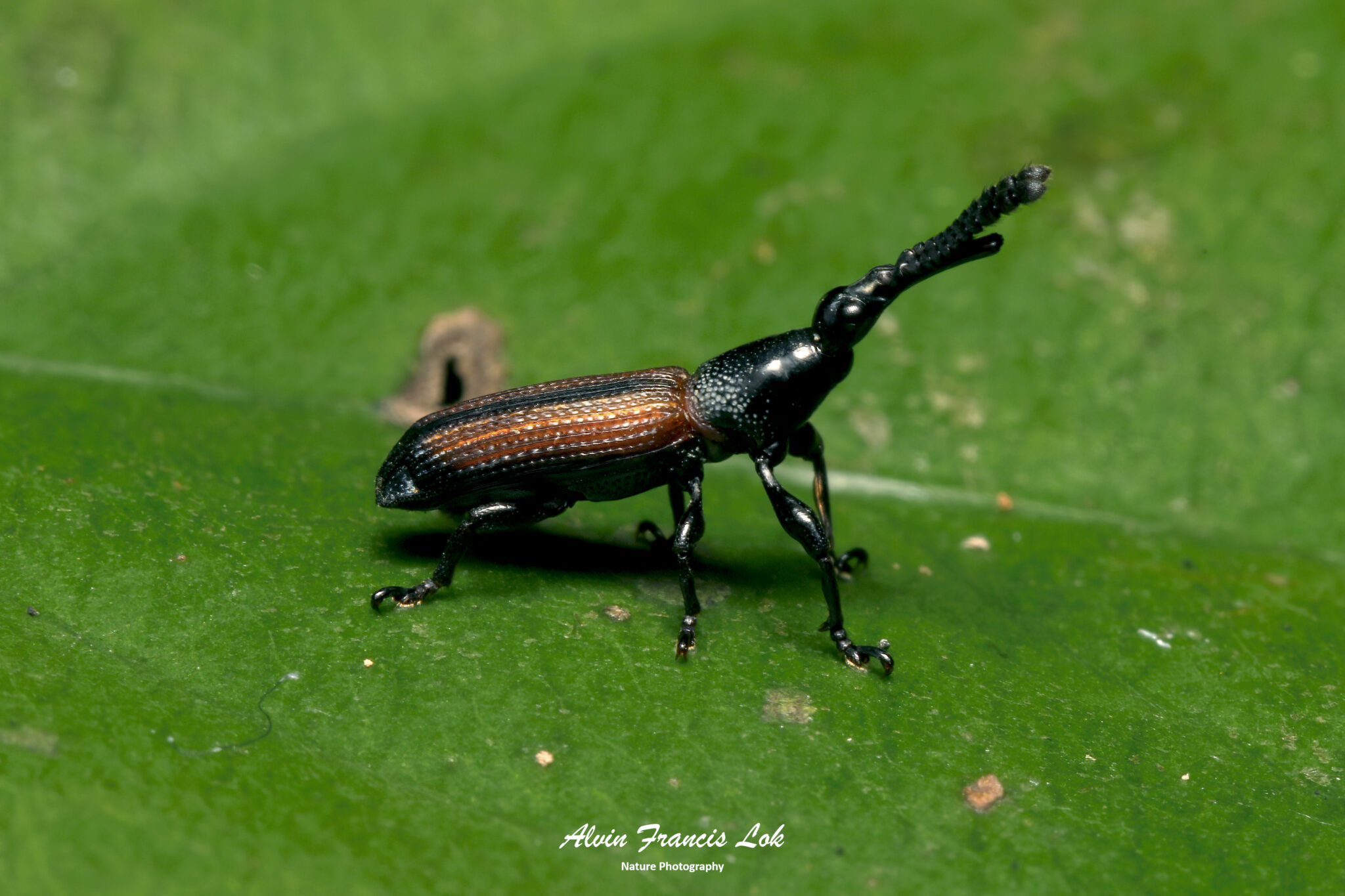 Family Brentidae (Straight-snouted weevils) - Biodiversity (Singapore)