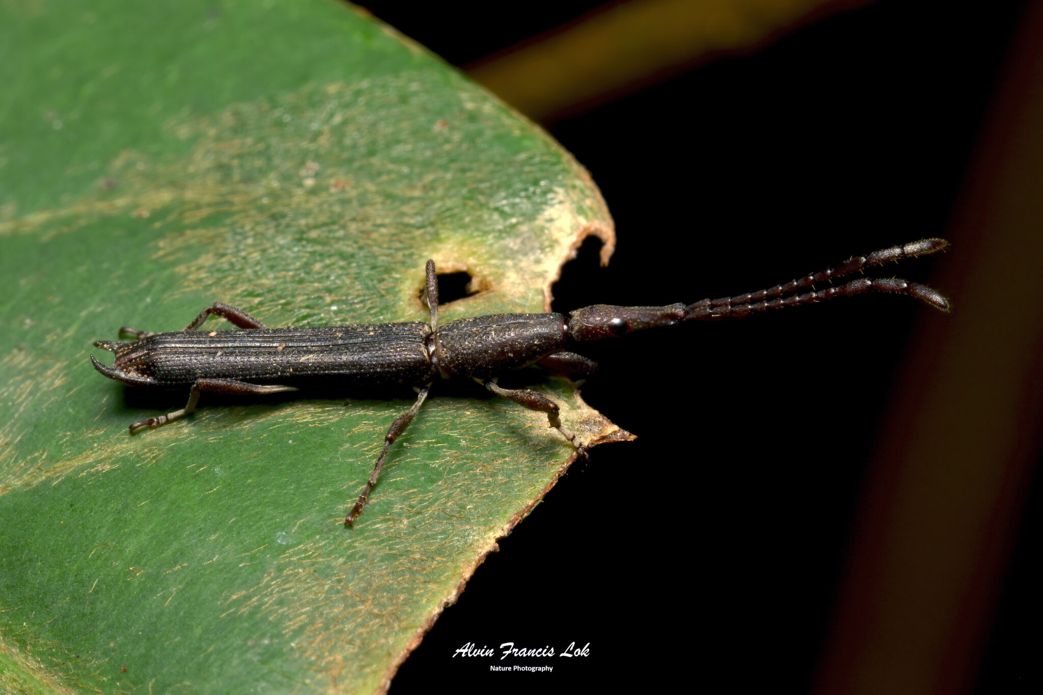 Family Brentidae (Straight-snouted weevils) - Biodiversity (Singapore)