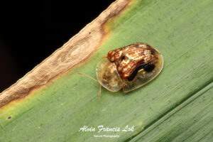 Family Chrysomelidae (Leaf Beetles) - Biodiversity (Singapore)