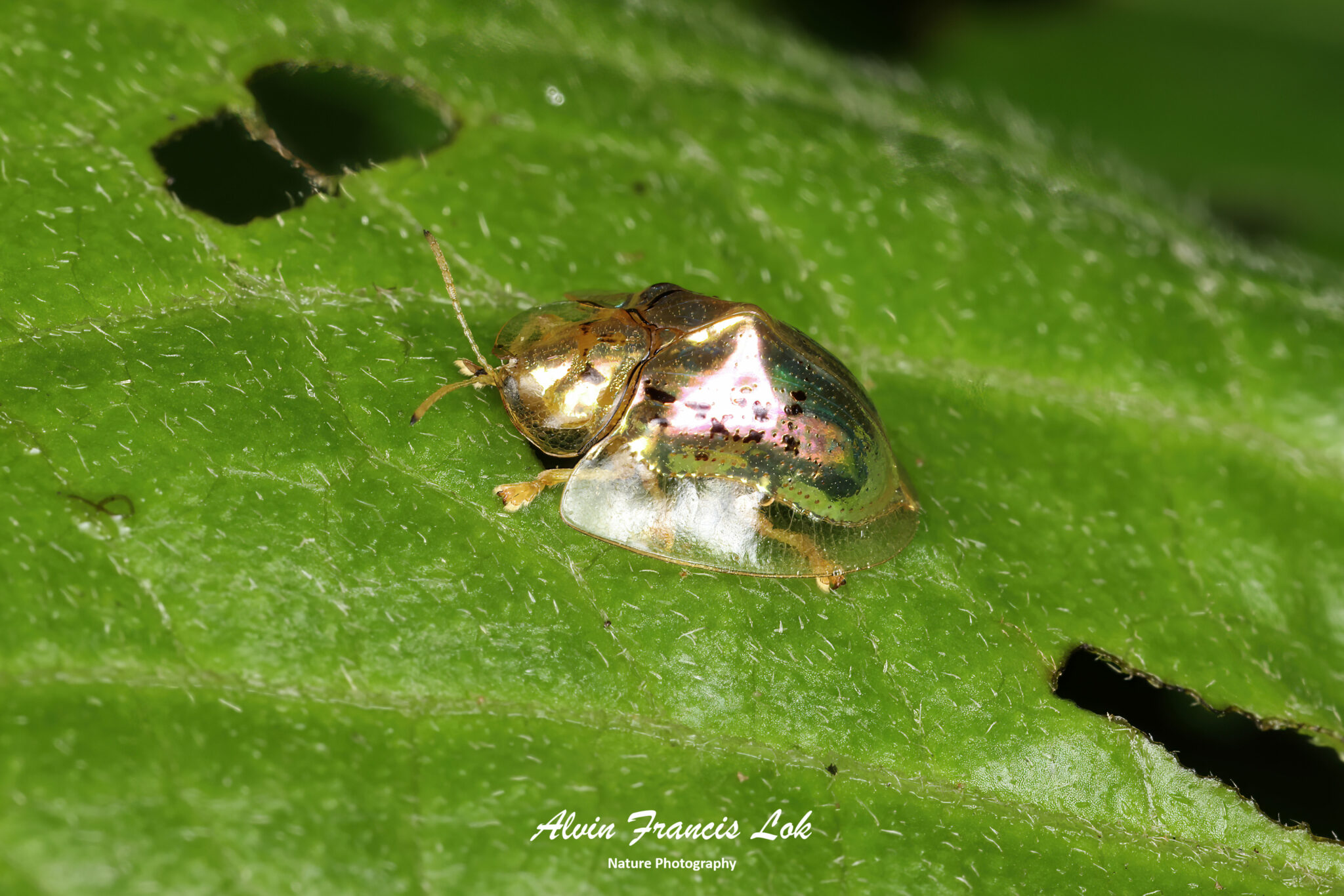 Family Chrysomelidae (Leaf Beetles) - Biodiversity (Singapore)