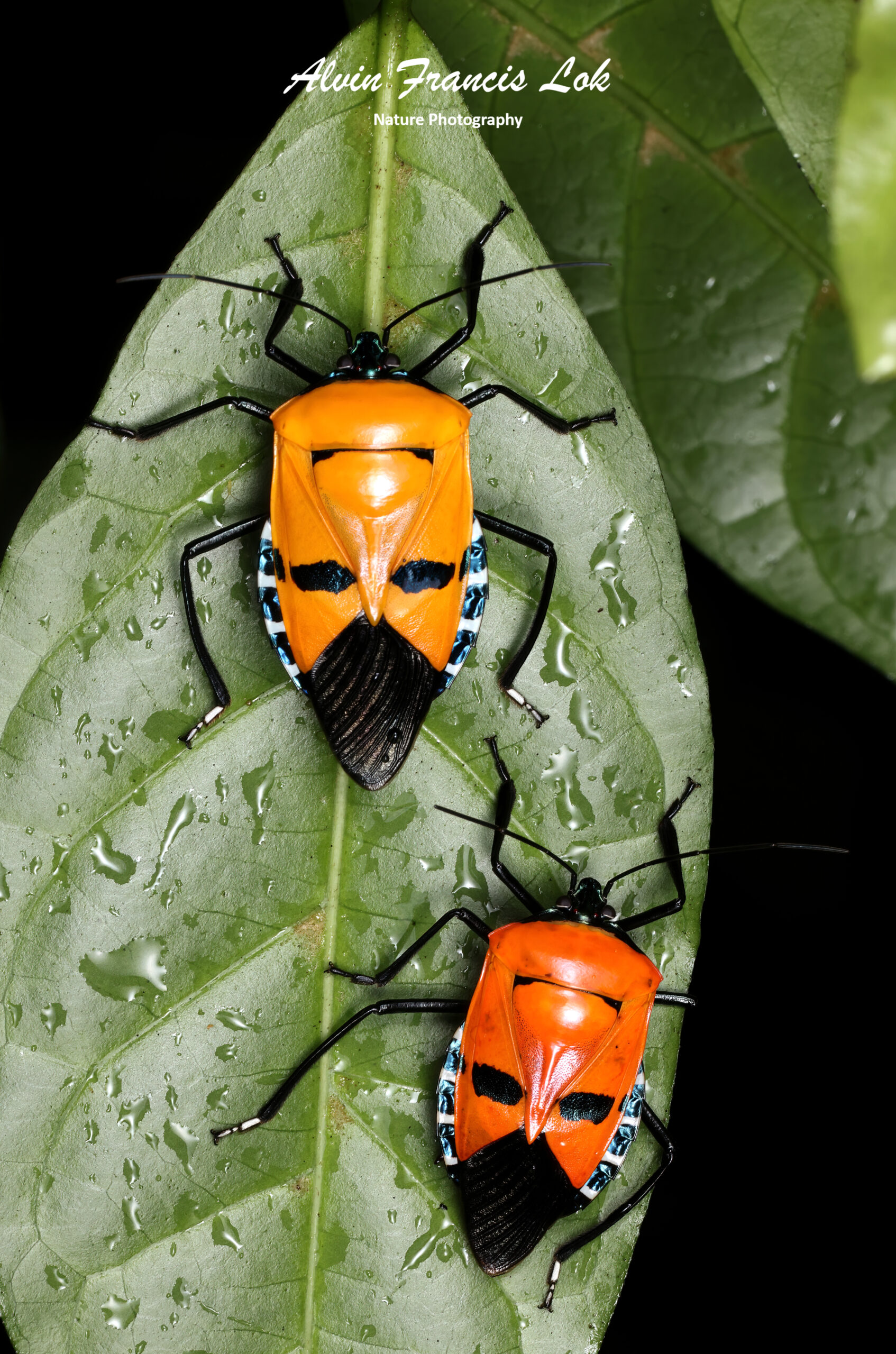 Family Pentatomidae (Stink Bugs) - Biodiversity (Singapore)