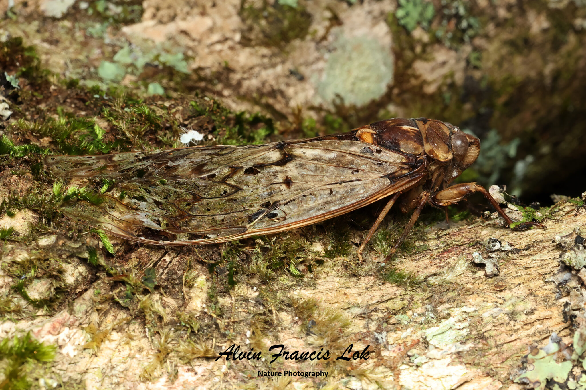Family Cicadidae (Cicadas) - Biodiversity (Singapore)